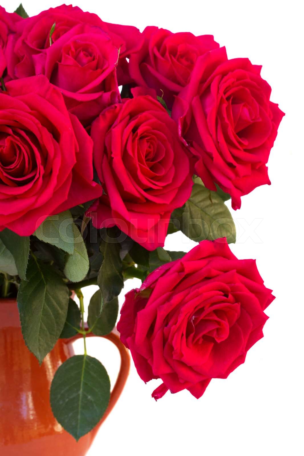 two scarlet red roses | Stock image | Colourbox