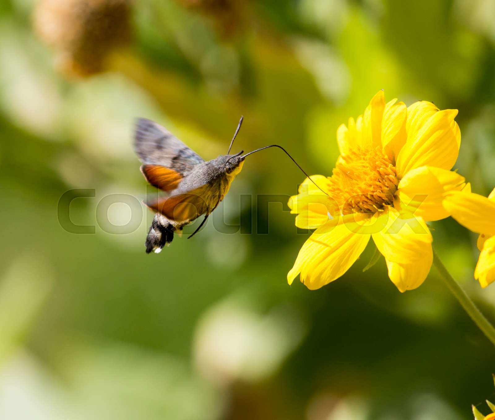 Sphingidae, known as bee Hawk-moth, enjoying the nectar of a yellow ...