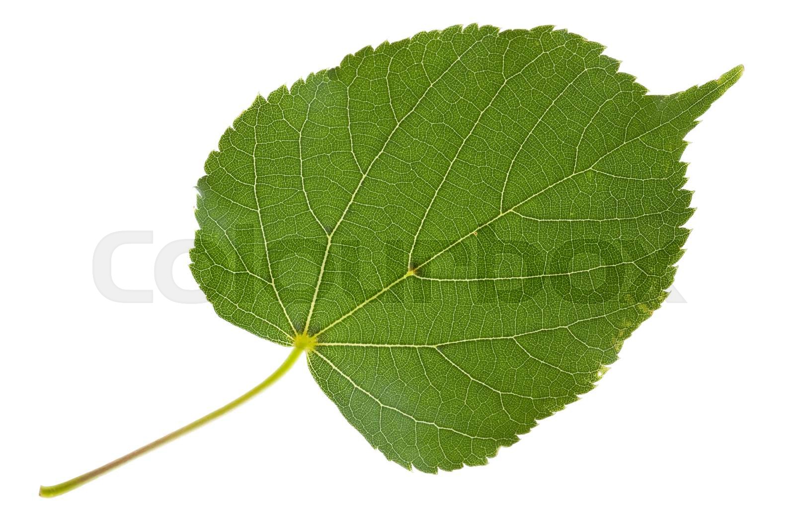 linden leaf isolated | Stock image | Colourbox