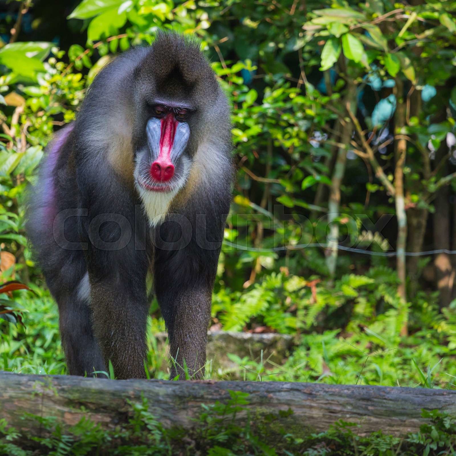 Portrait of the adult male mandrill | Stock image | Colourbox