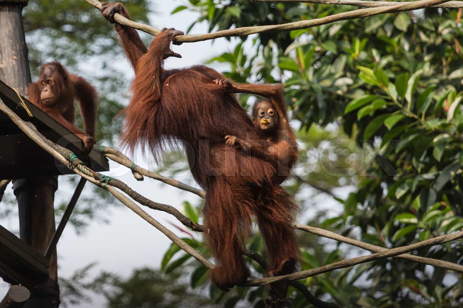 Orangutan in the jungle of Borneo Indonesia. | Stock image | Colourbox
