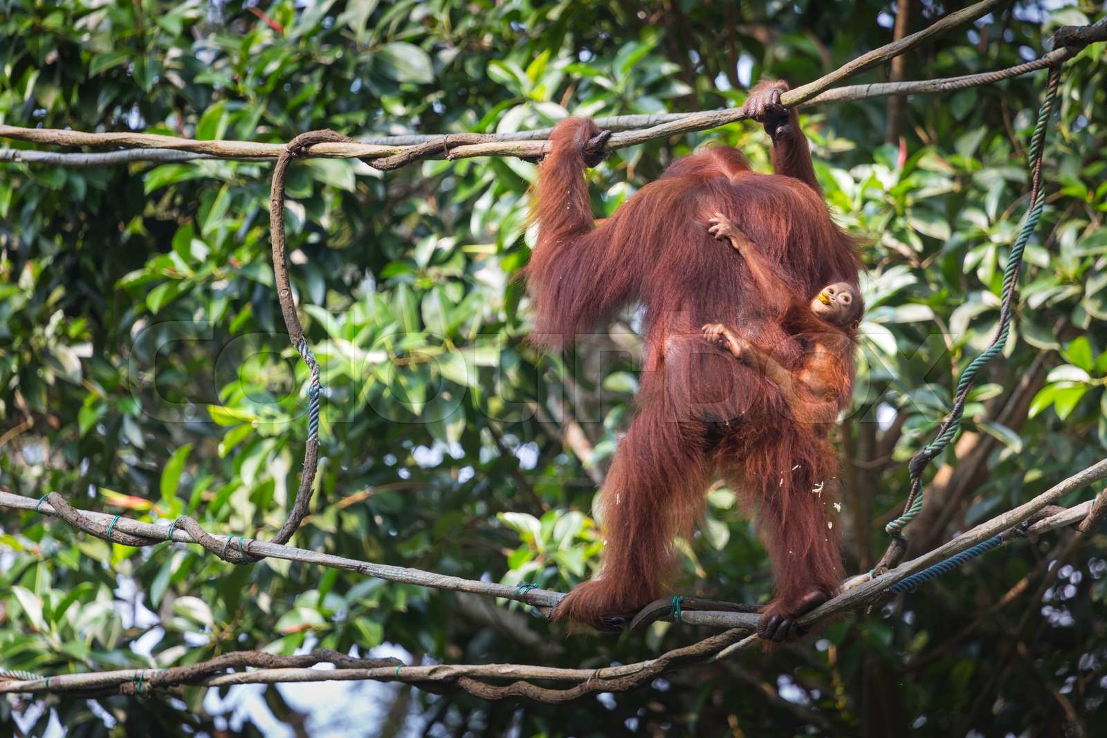 Orangutan in the jungle of Borneo Indonesia. | Stock image | Colourbox