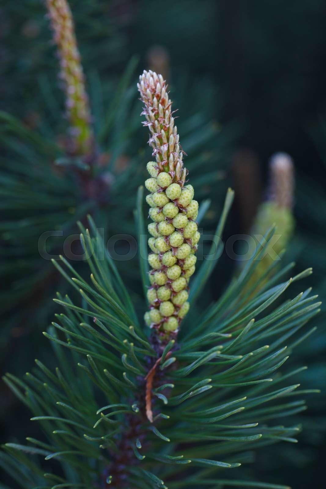 beautiful buds of coniferous trees - Stock Image - Everypixel
