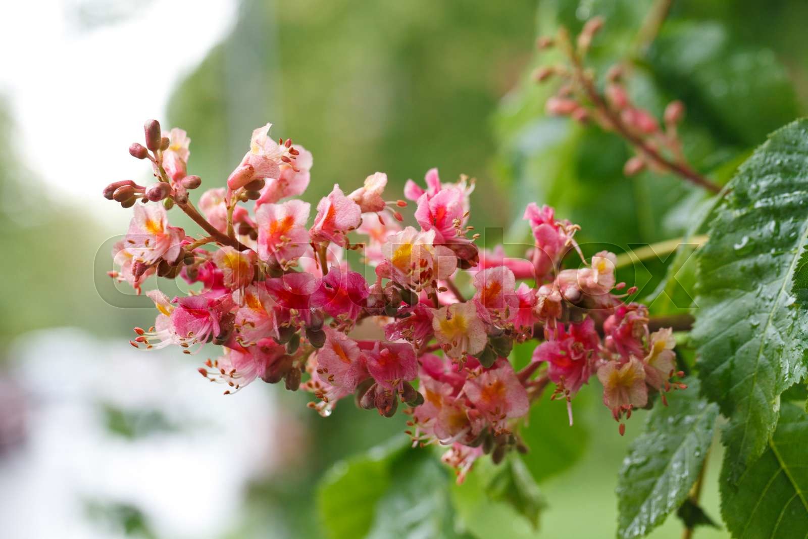 beautiful blooming pink chestnuts | Stock image | Colourbox