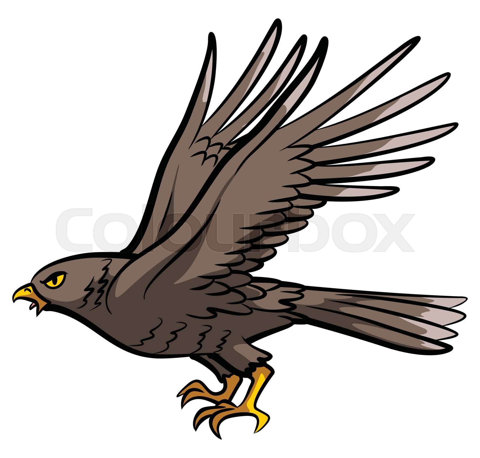 falk, tegnet, næb | Stock vektor | Colourbox