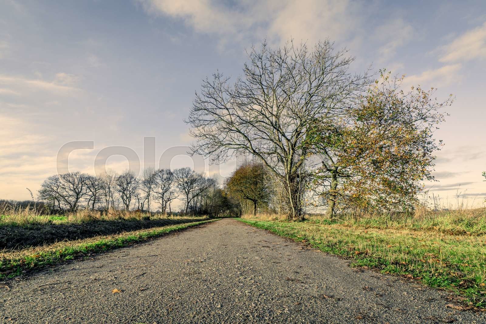 Natur sti med træer uden blade | Stock foto | Colourbox