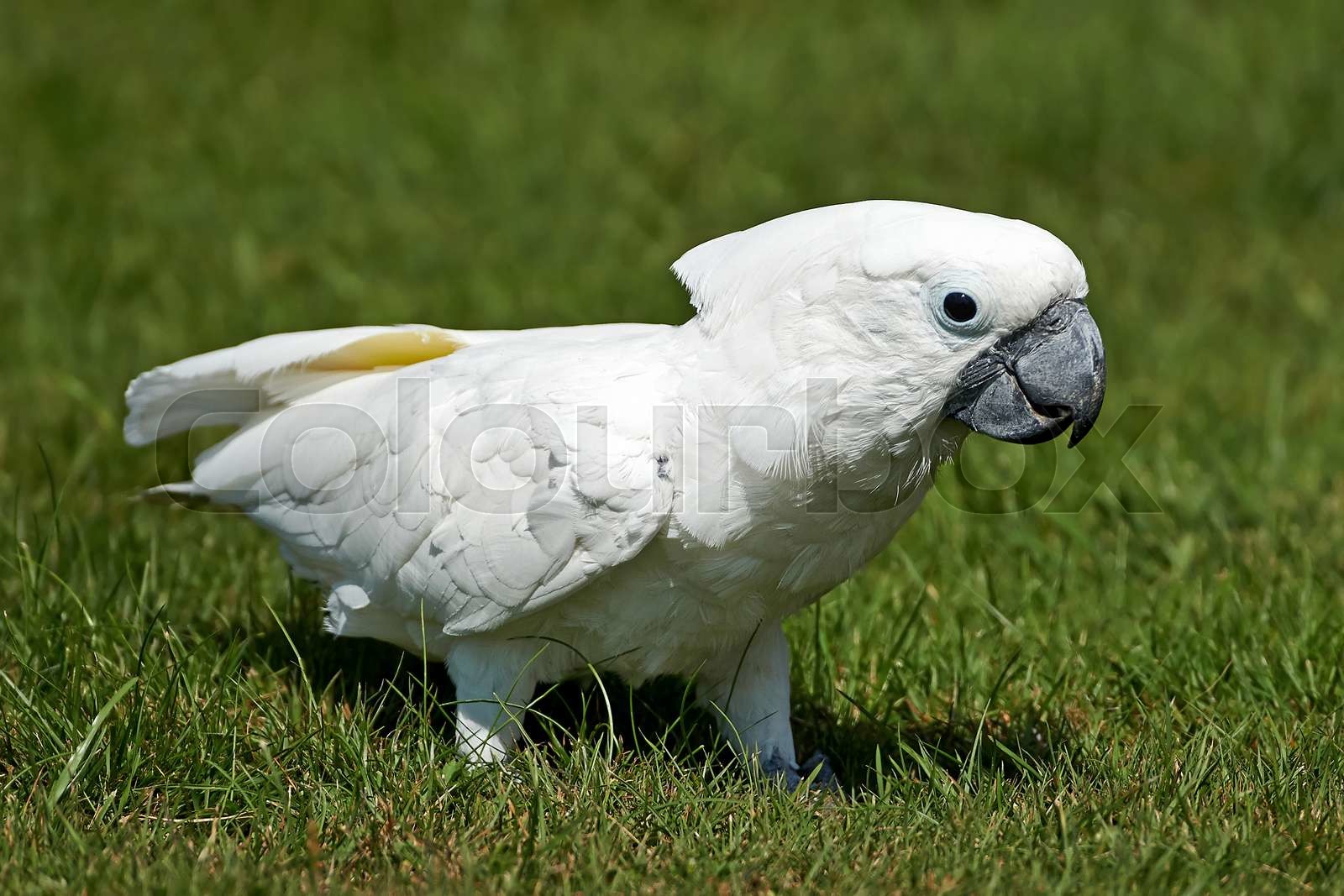 White Cockatoo (Cacatua alba) | Stock image | Colourbox