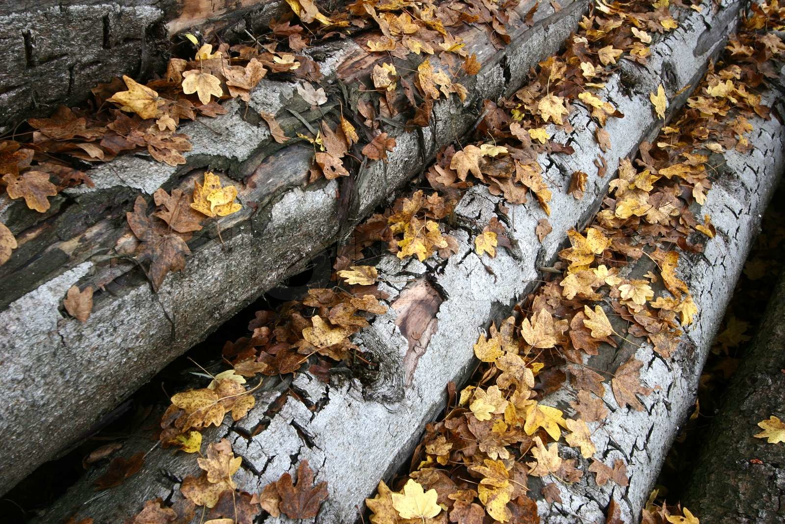 bunke af træ truncs taget med et vidvinkel i efteråret med visne blade ...