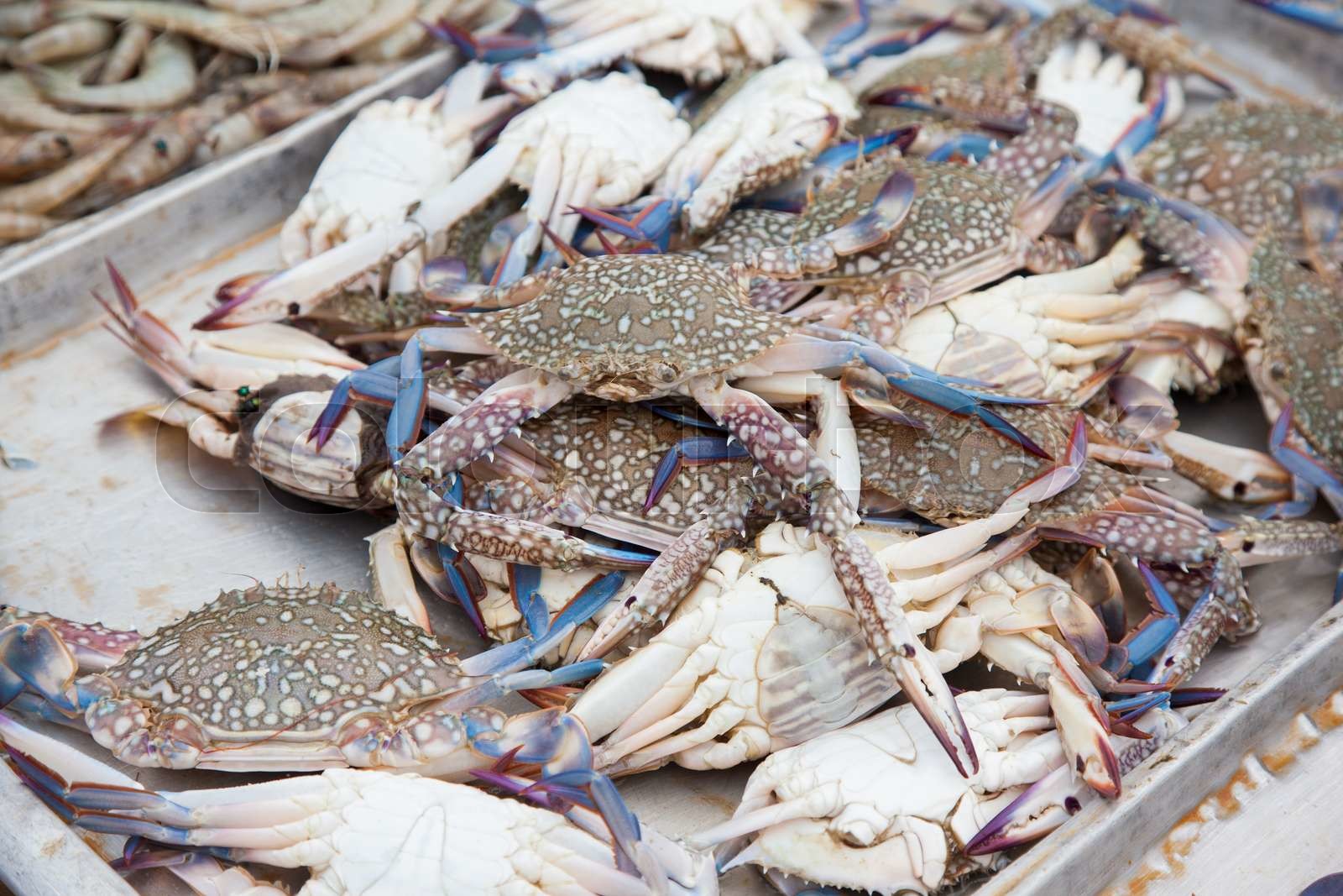 Fresh blue crab at a seafood market | Stock image | Colourbox