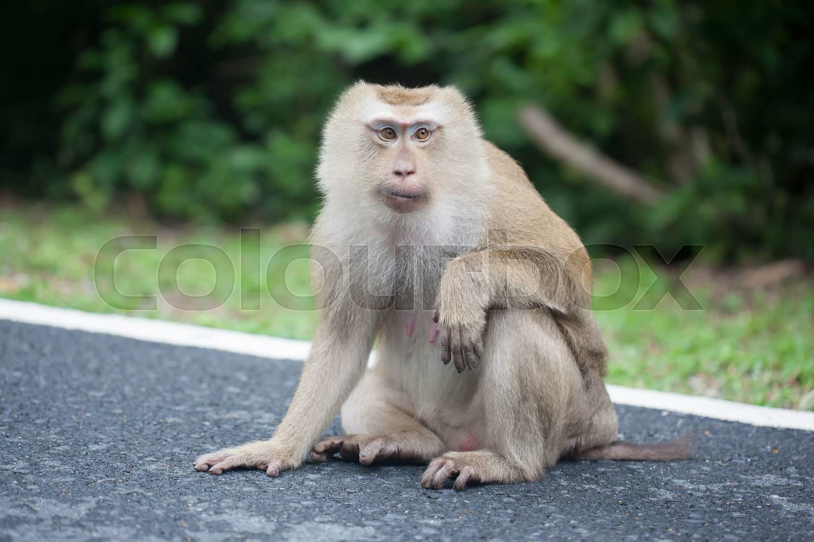 Adult monkey | Stock image | Colourbox