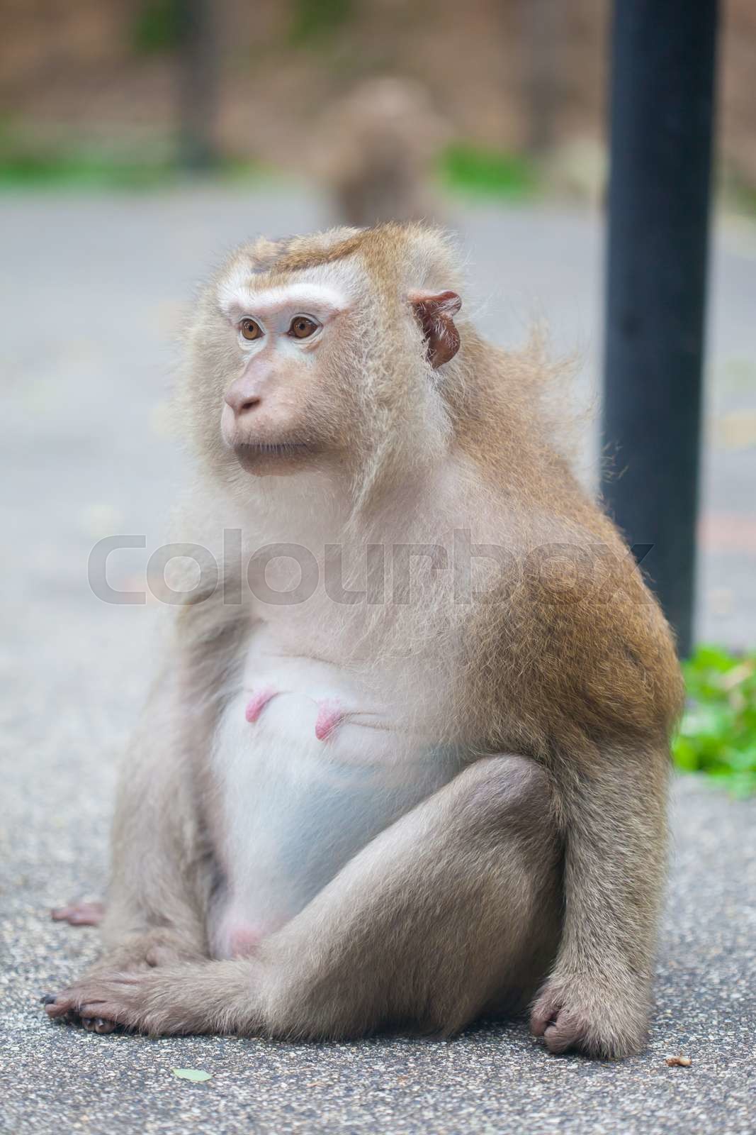 Adult monkey | Stock image | Colourbox