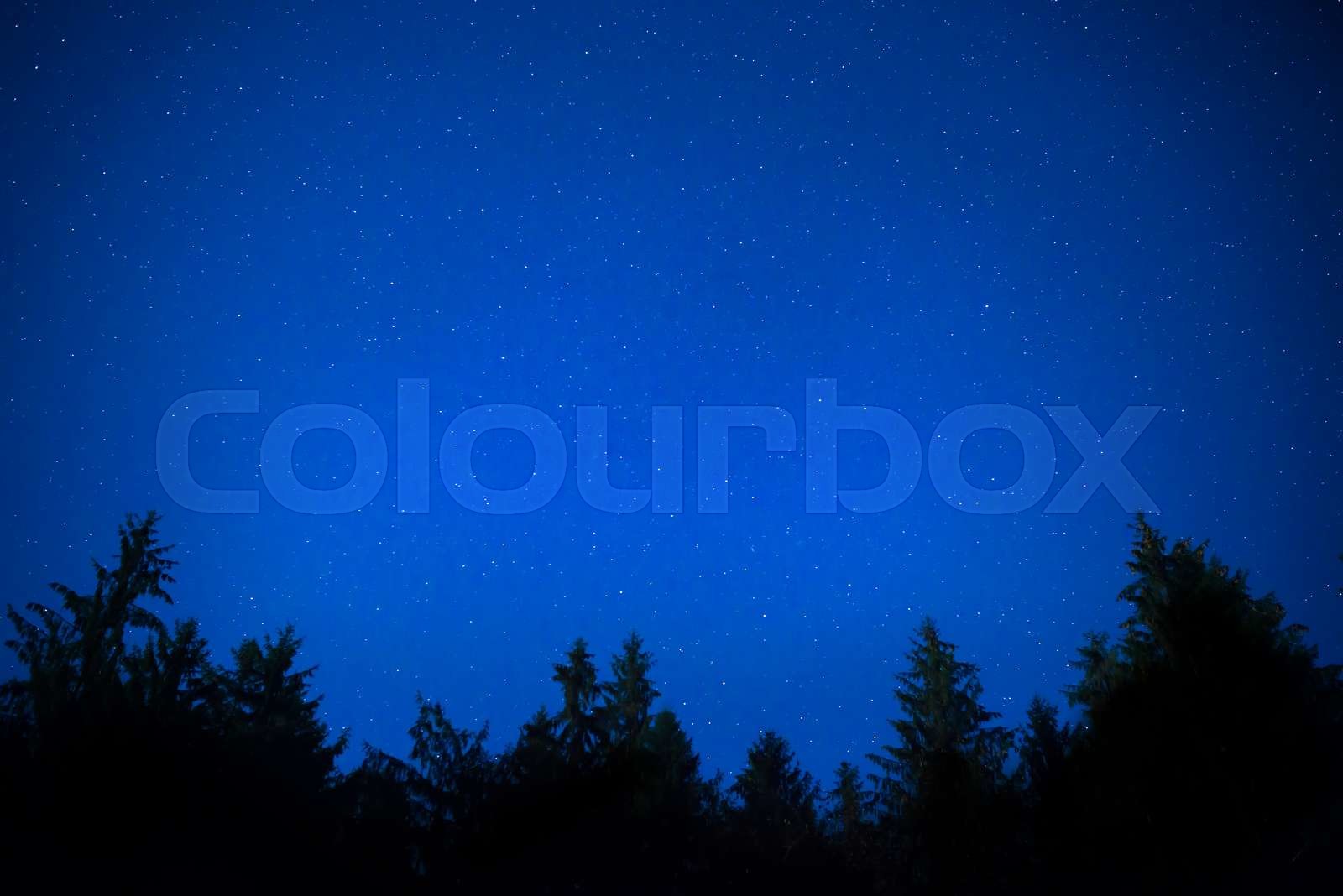 Dark blue night pine trees over sky | Stock image | Colourbox