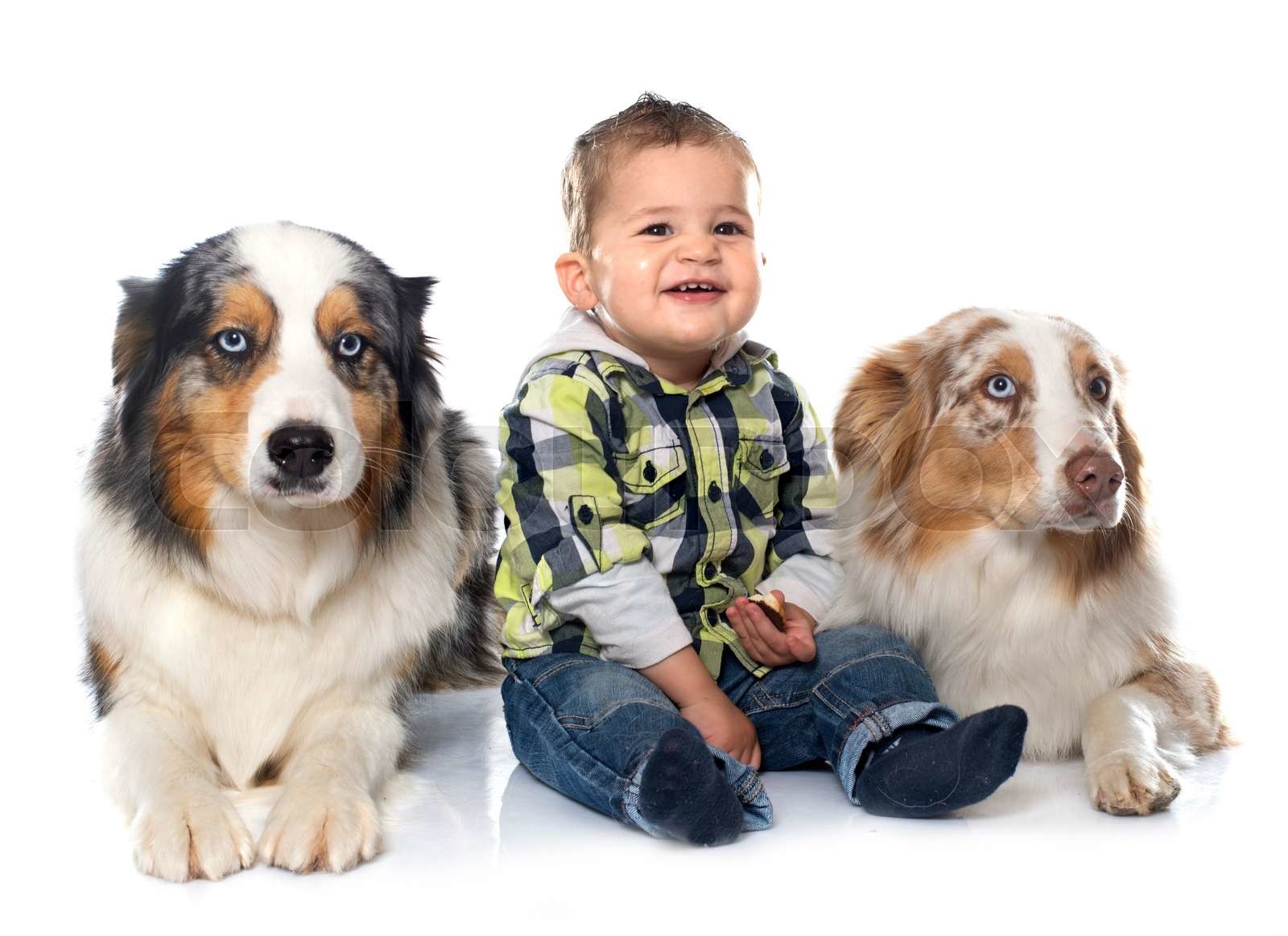 little boy and dogs | Stock image | Colourbox