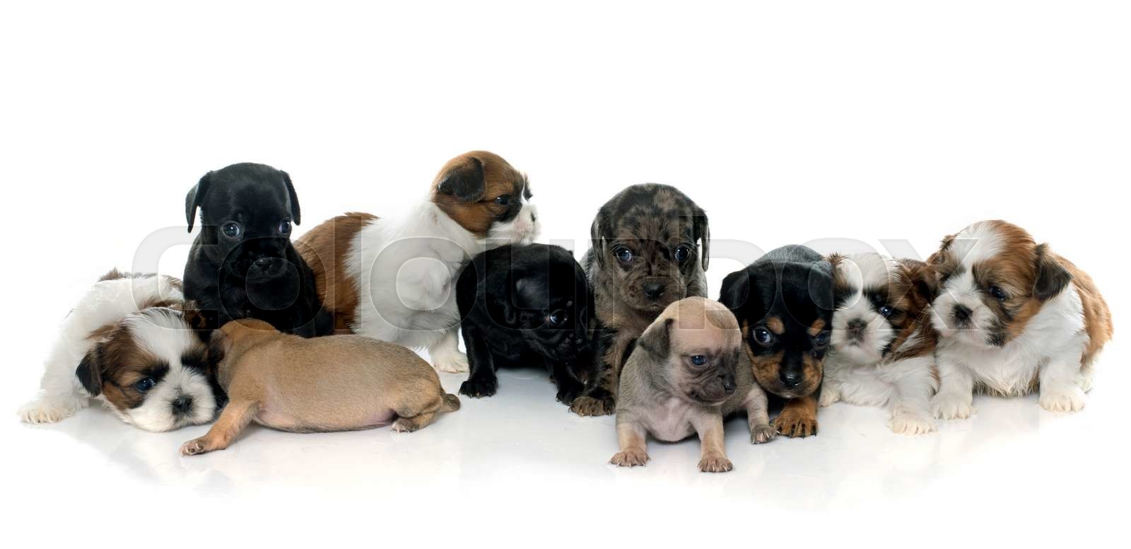 group of puppies | Stock image | Colourbox