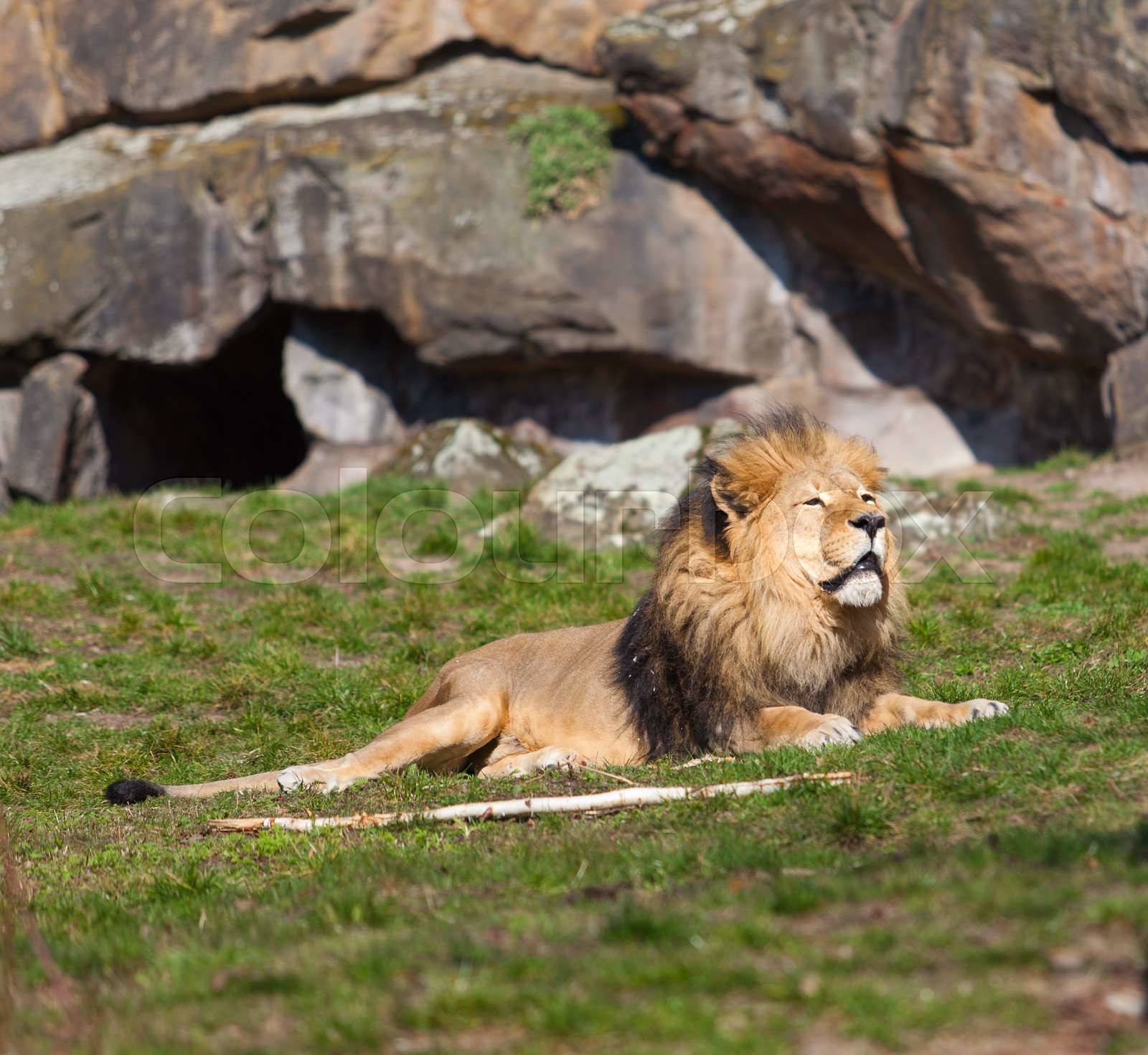 Beautiful Lion. Lion portrait | Stock image | Colourbox