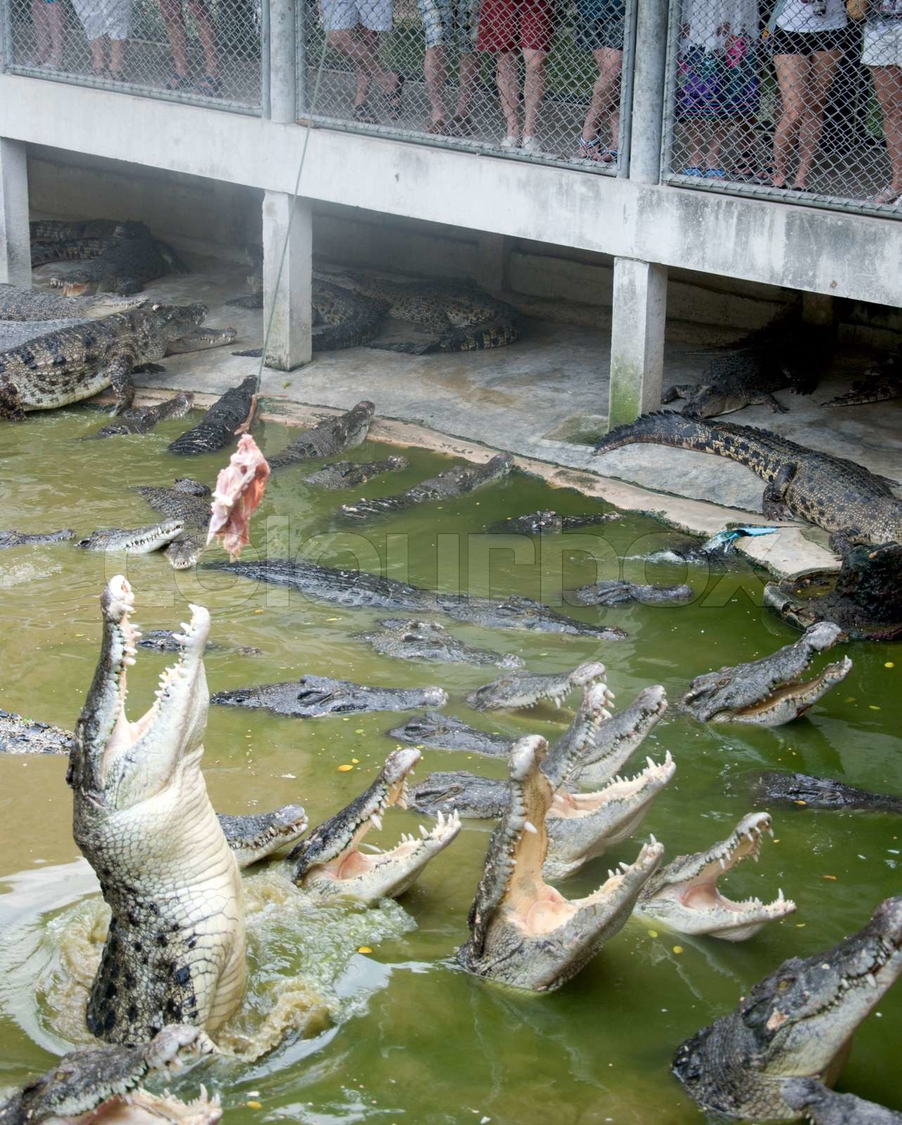 crocodile fishing | Stock image | Colourbox