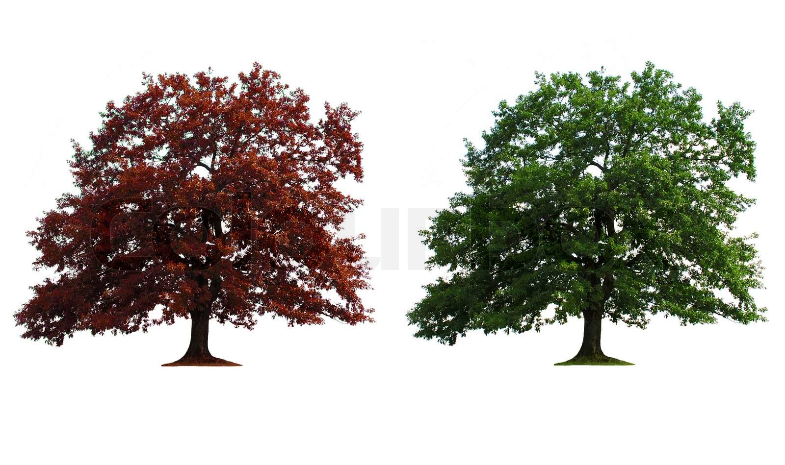 green and red old oak trees isolated over white | Stock image | Colourbox