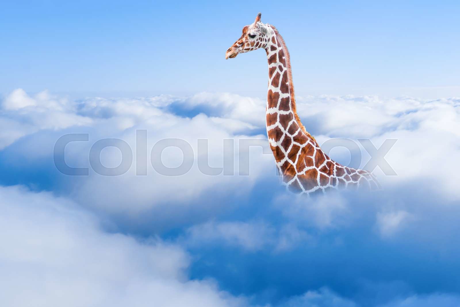 large giraffe in the clouds | Stock image | Colourbox