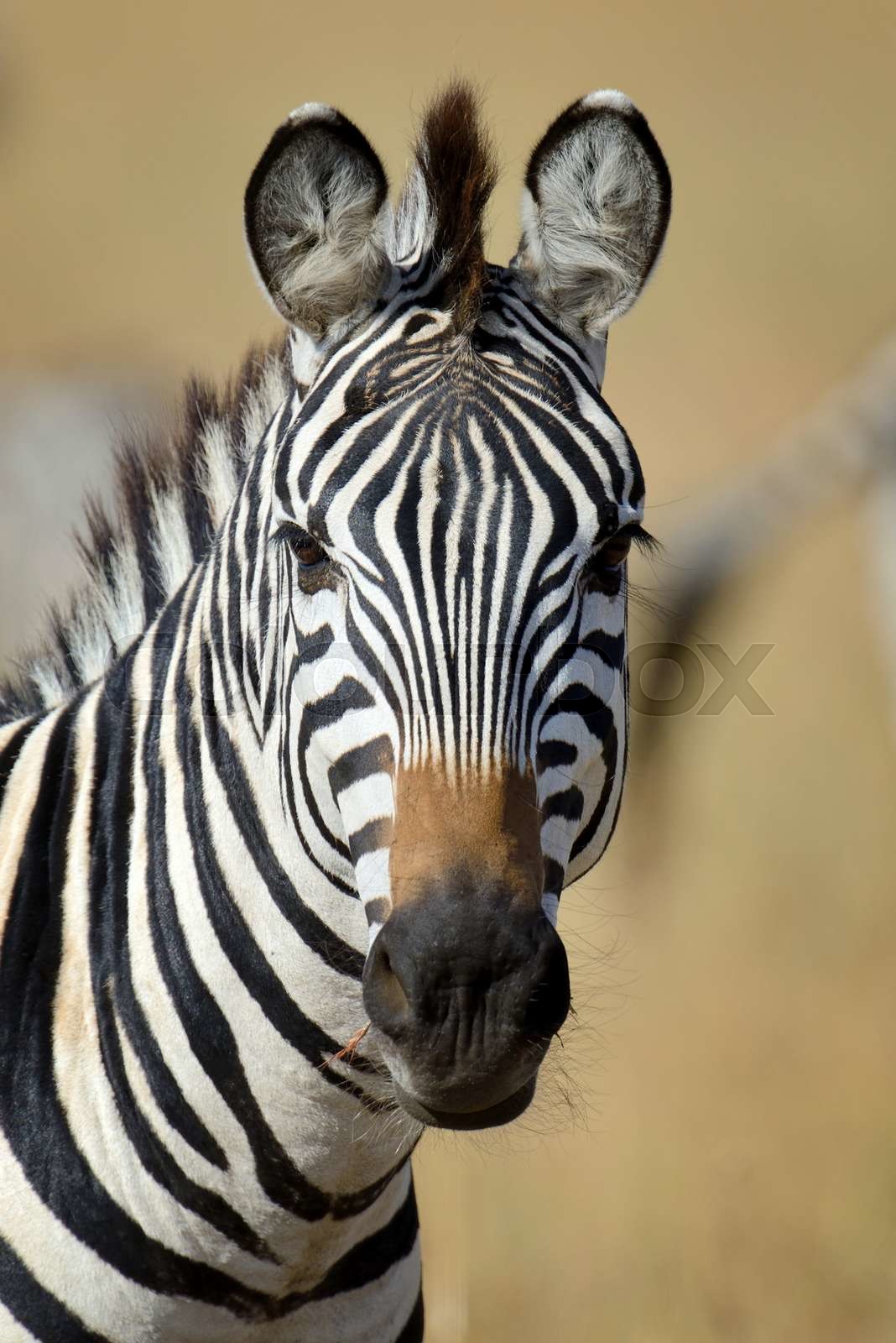Zebra | Stock image | Colourbox