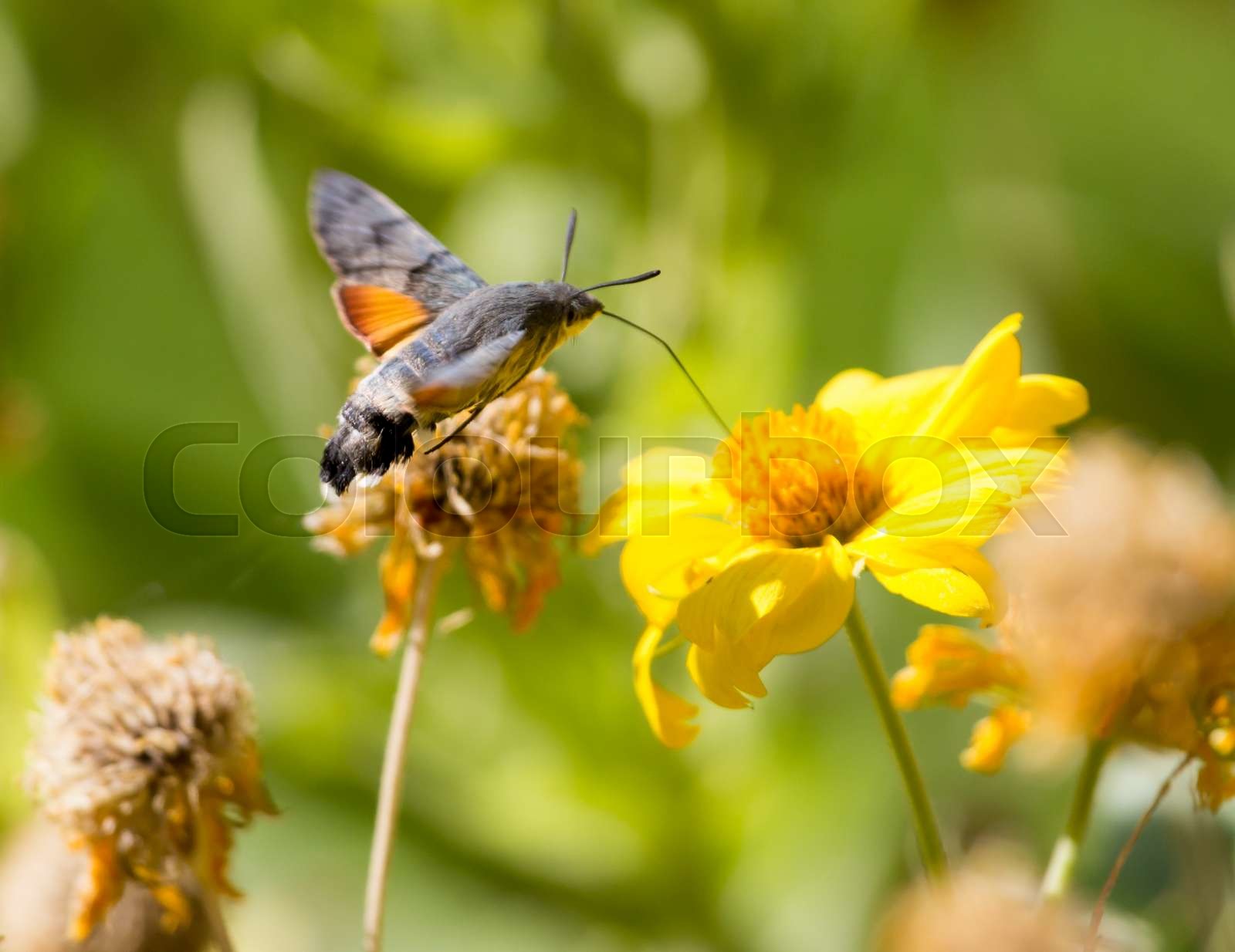 Sphingidae, known as bee Hawk-moth, enjoying the nectar of a yellow ...