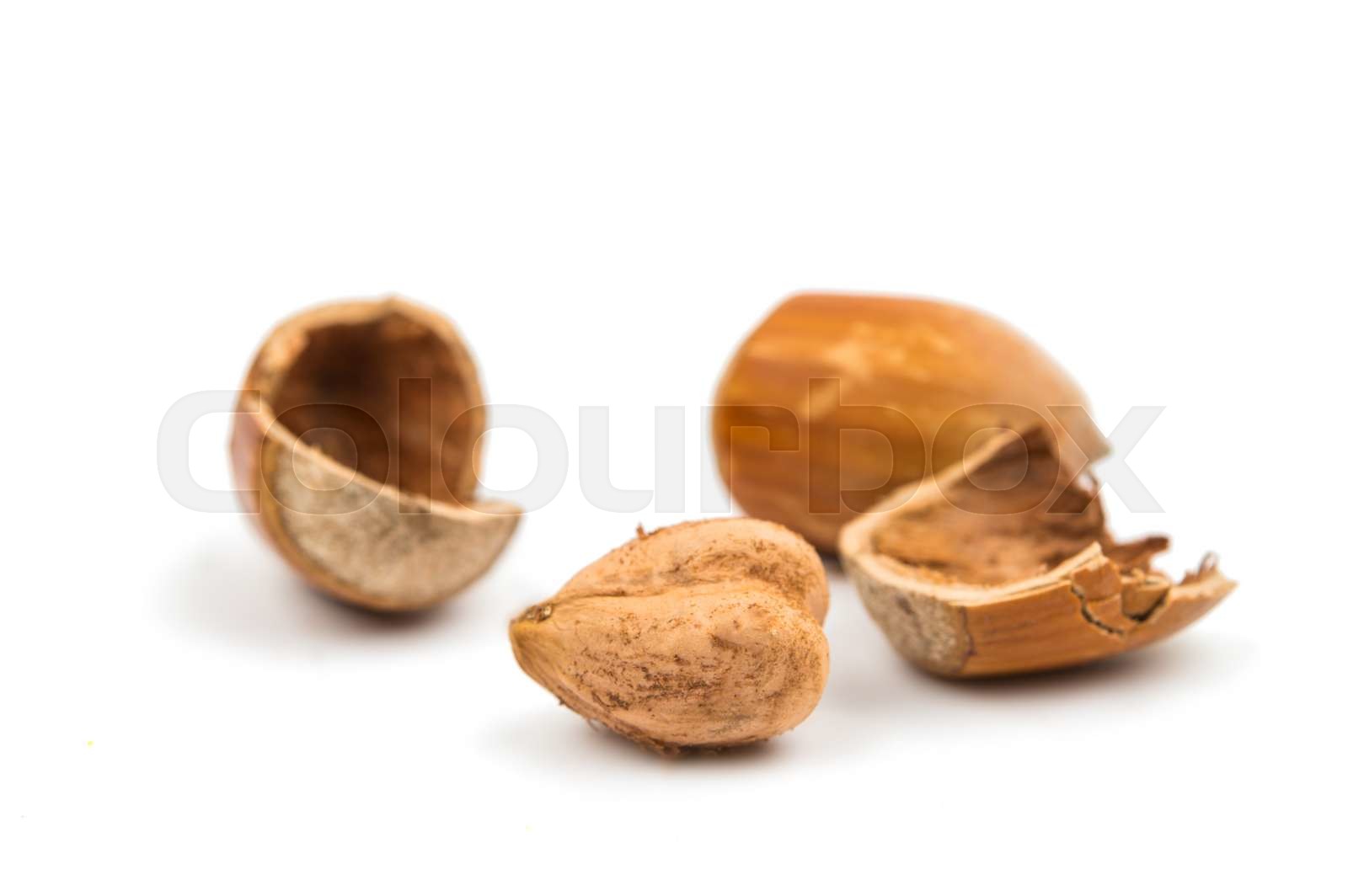 hazel nuts in the shell | Stock image | Colourbox