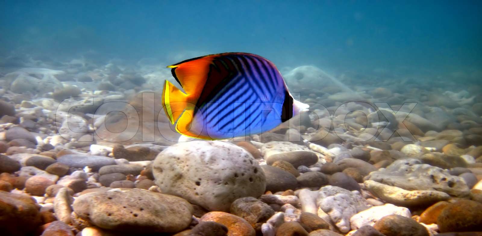 Threadfin Butterfly Fish | Stock image | Colourbox