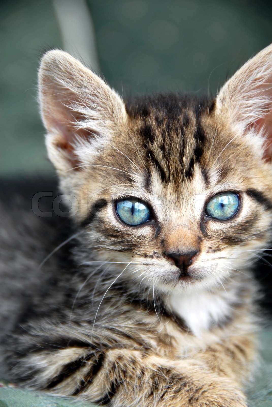 little baby mixed-brad cat with blue eyes portrait | Stock image ...