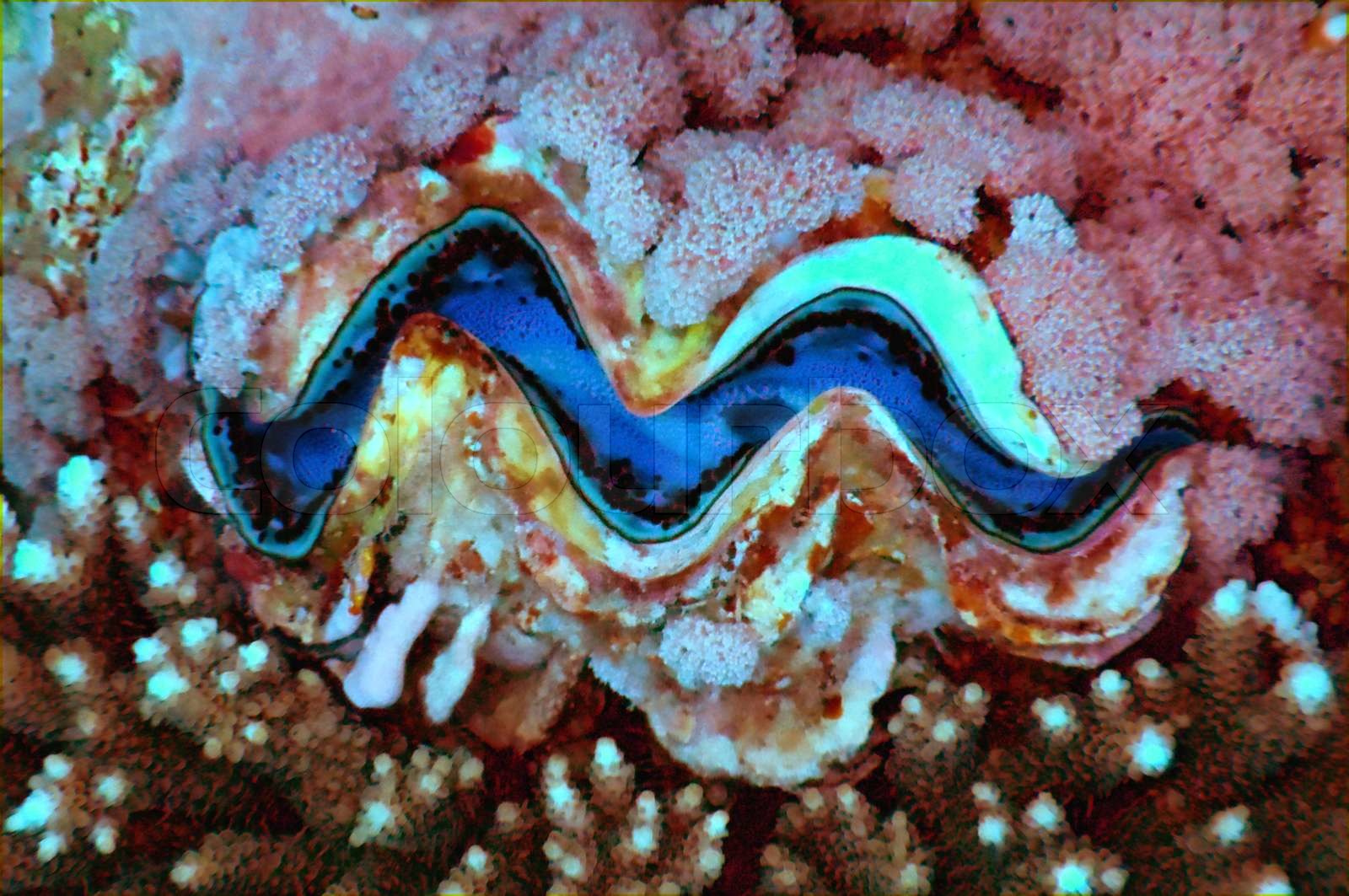 bunte blau grün klein Riesenmuscheln (Tridacna Maxima), Rote Meer ...