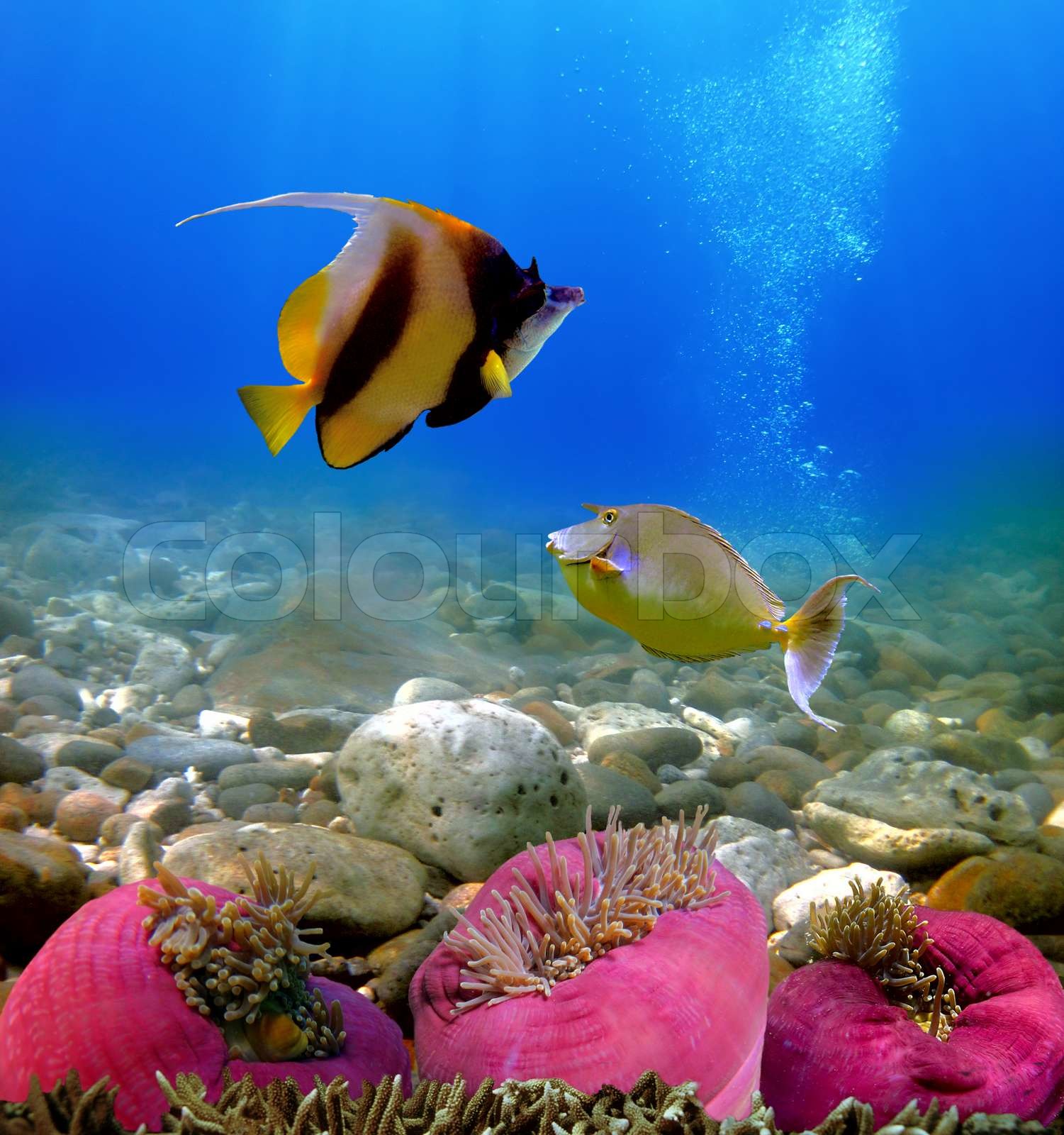 Exotische Suwasser Aquarium Fische