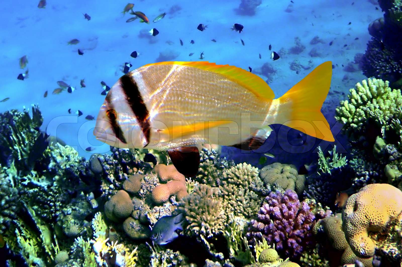Doublebar bream (acanthopagrus bifasciatus), Red Sea, Egypt | Stock ...
