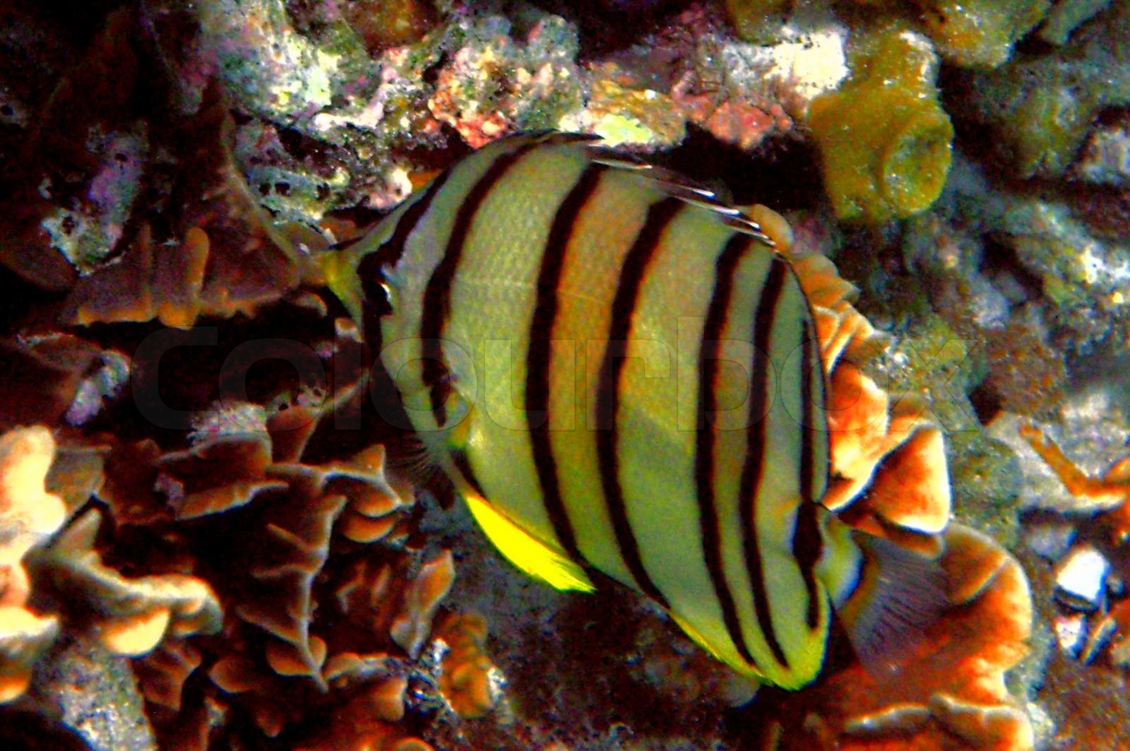 Eight-banded Butterflyfish (Chaetodon octofasciatus), Koh Chang Island ...