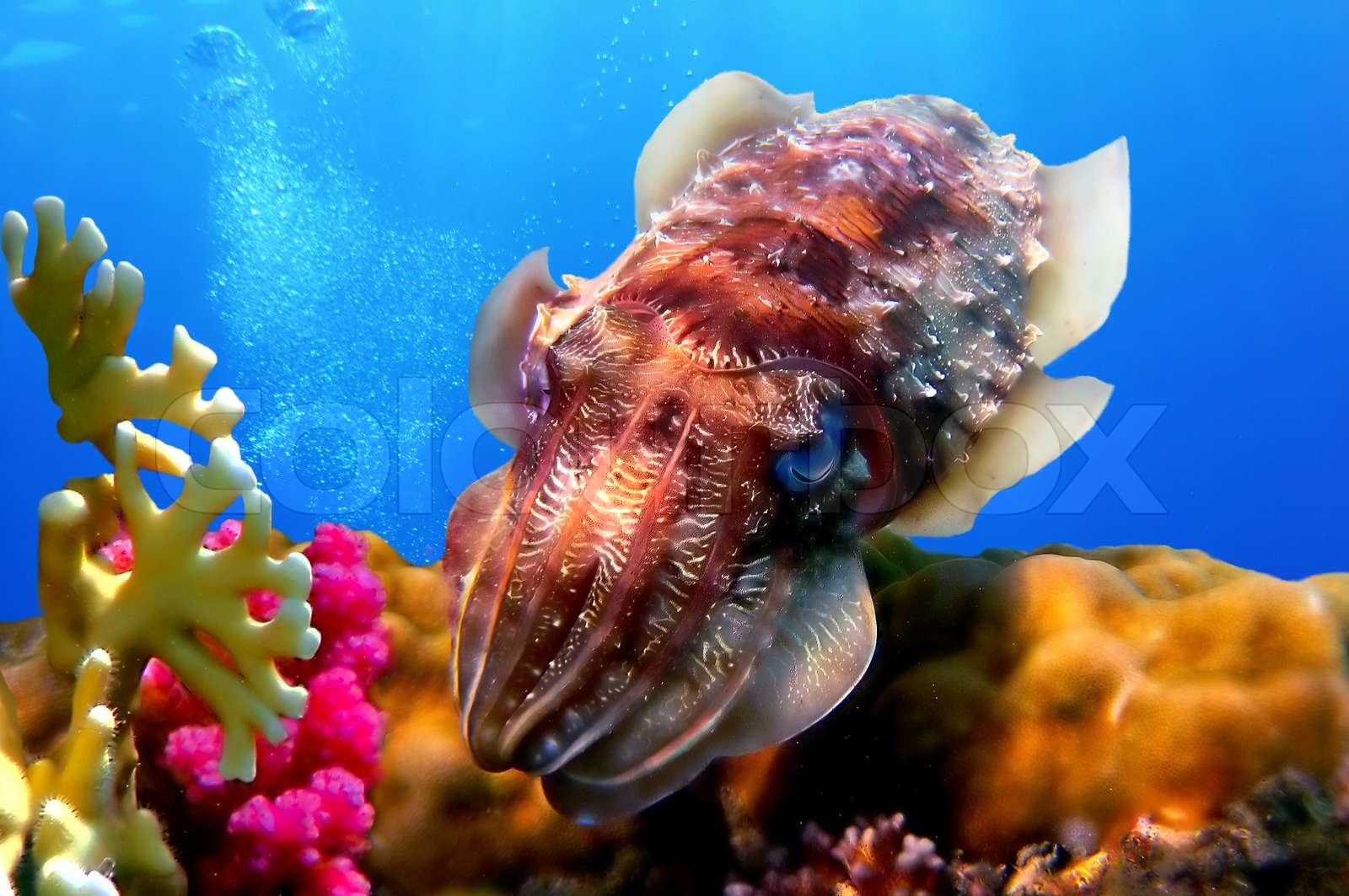 Cuttlefish(Sepiida), Koh Chang island, Thailand | Stock image | Colourbox