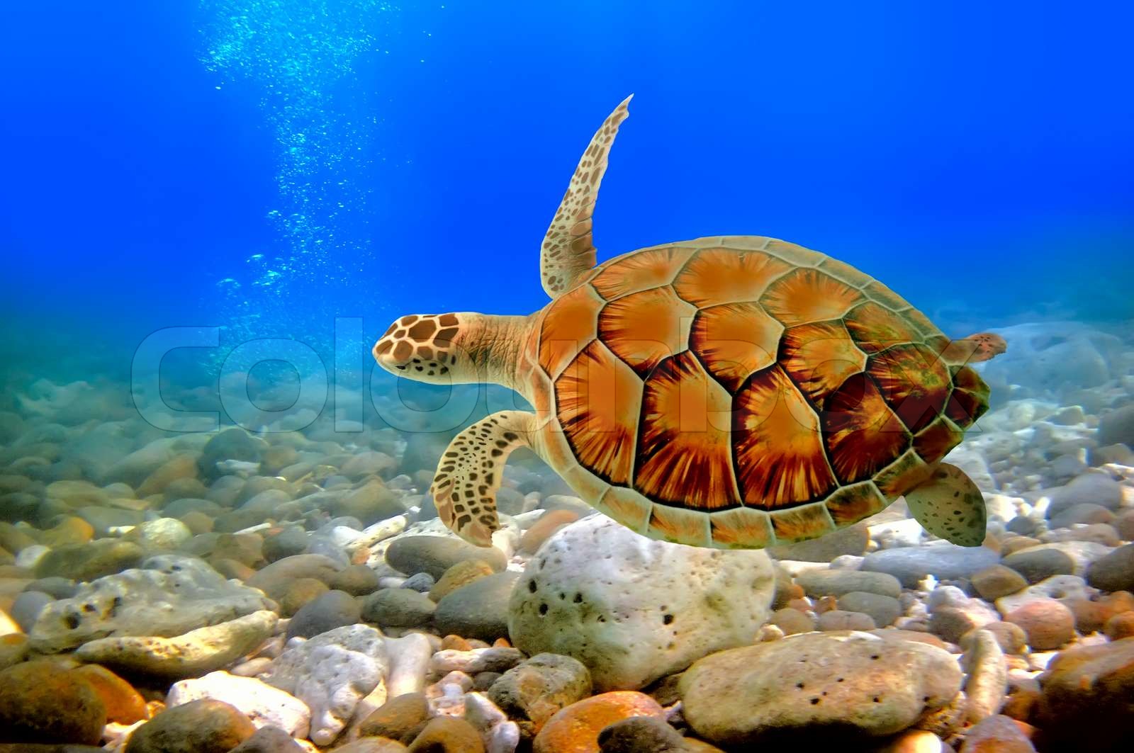 Underwater world. Sea turtle near Chang island. Thailand | Stock image ...