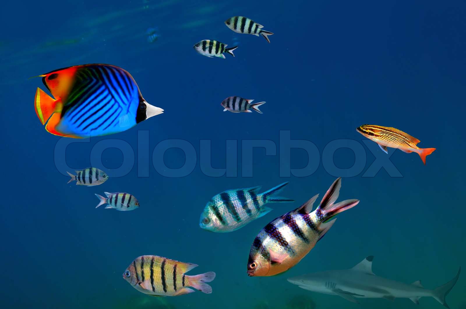 School af tropiske fisk og hajer | Stock foto | Colourbox