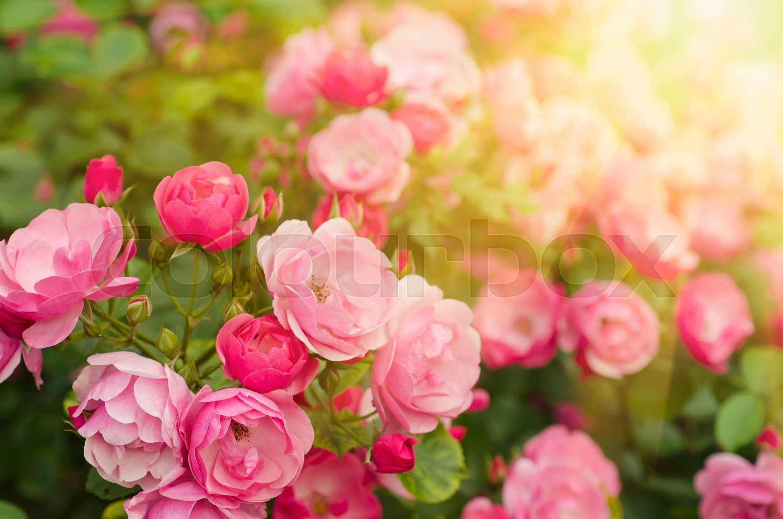 Pink sunny rose | Stock image | Colourbox