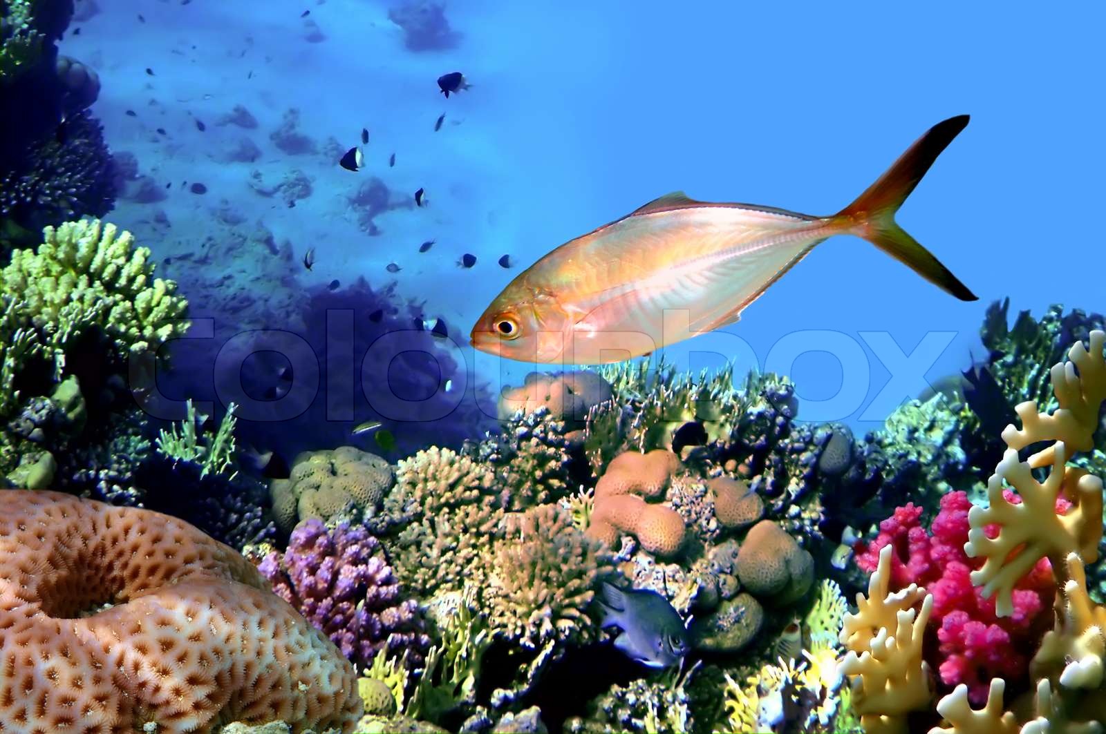 Korallen Riff in der Bucht Eilat Rote Meer | Stock Bild | Colourbox
