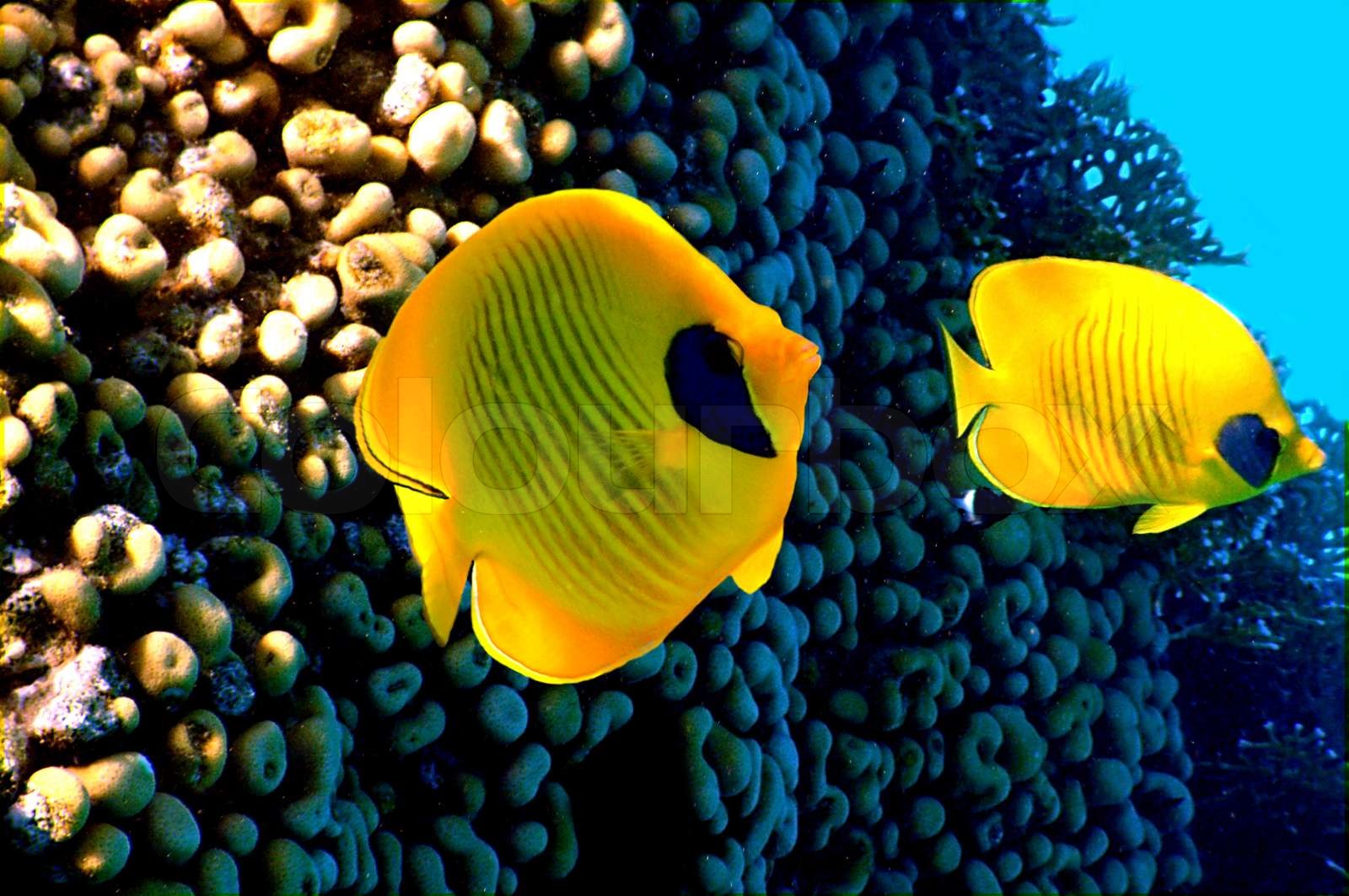 Masked Butterfly Fish (Chaetodon semilarvatus), Red Sea, Egypt | Stock ...