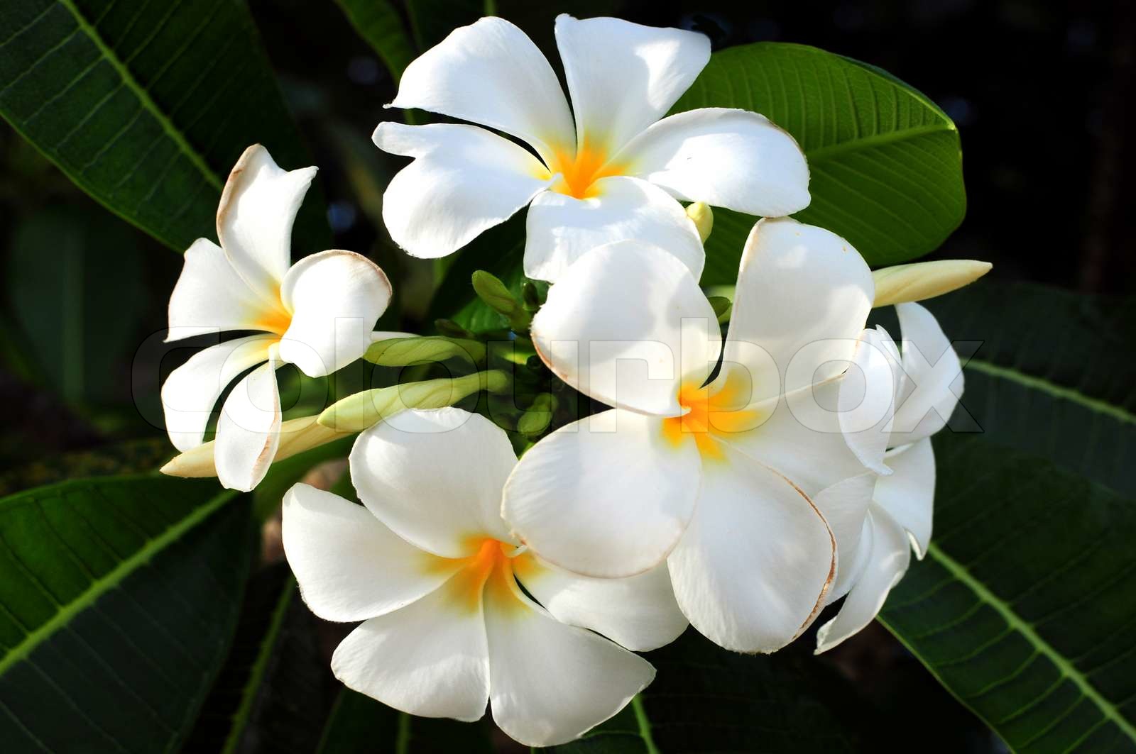 Frangipani tropische Blumen | Stock Bild | Colourbox