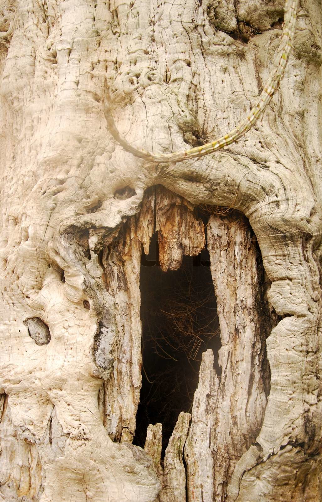 hollow in a tree | Stock image | Colourbox