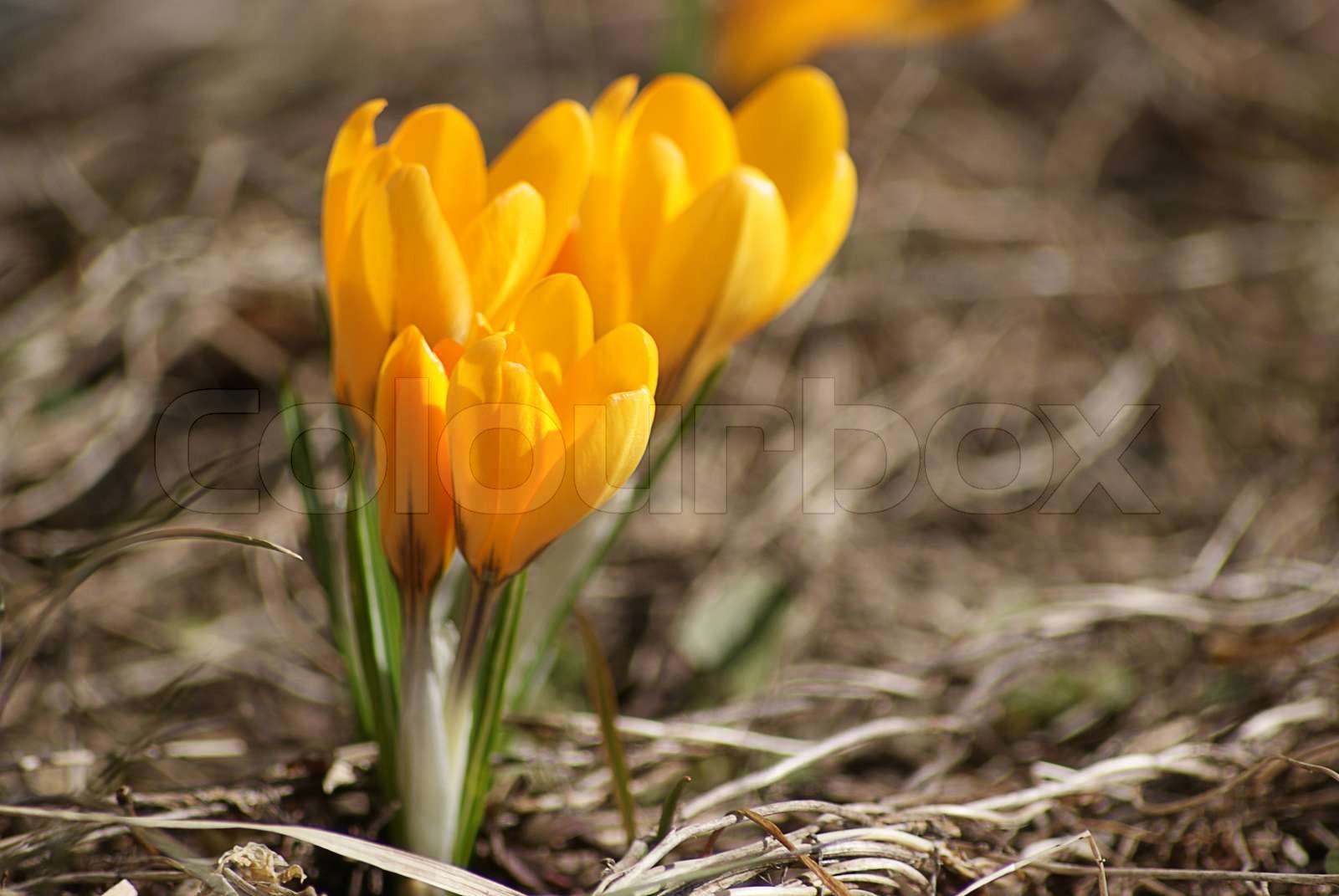 Gelbe wilde Krokusse | Stock Bild | Colourbox