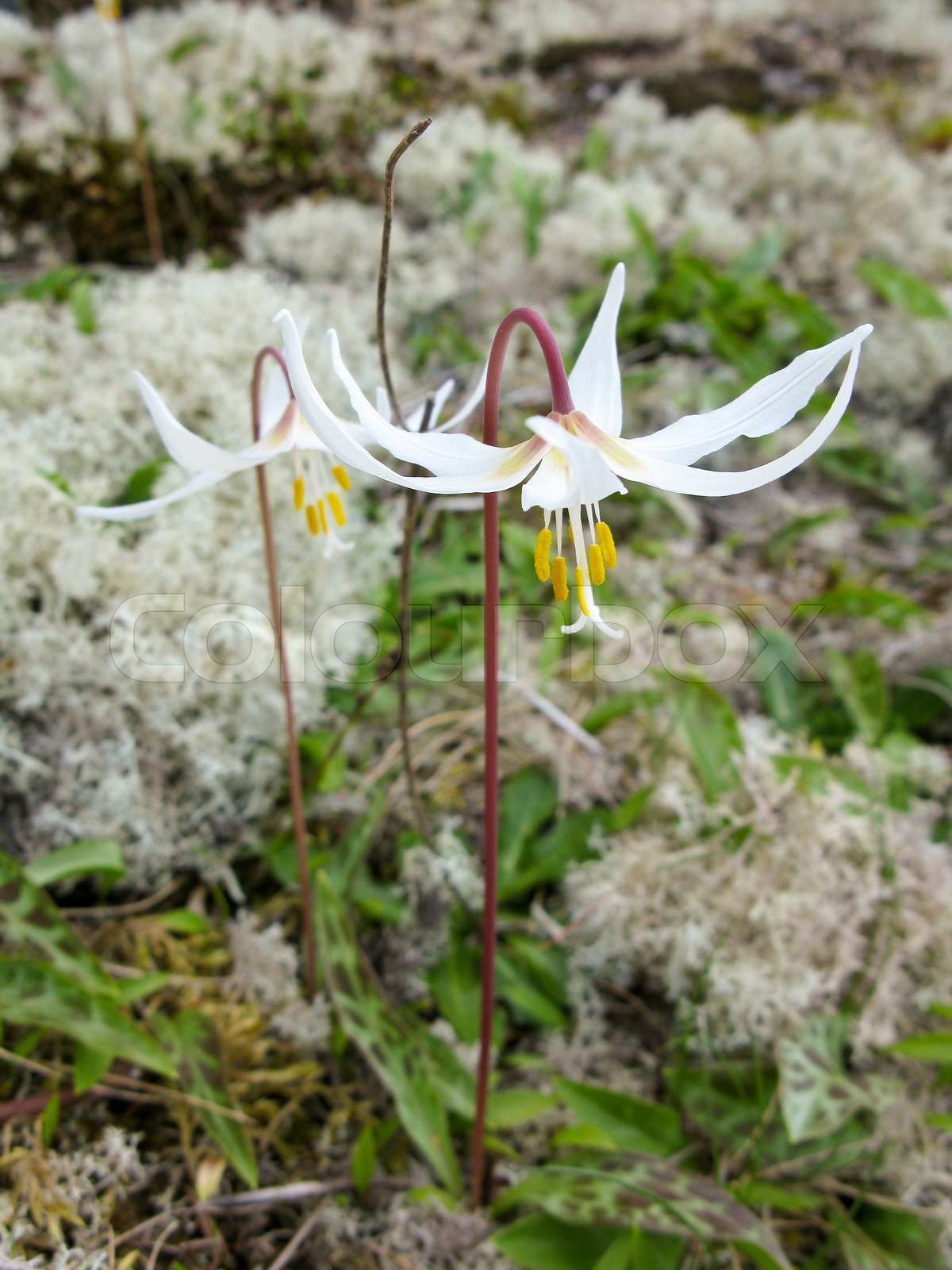 Erythronium, fawn-lily, trout-lily, dog's-tooth violet, adder's-tongue ...