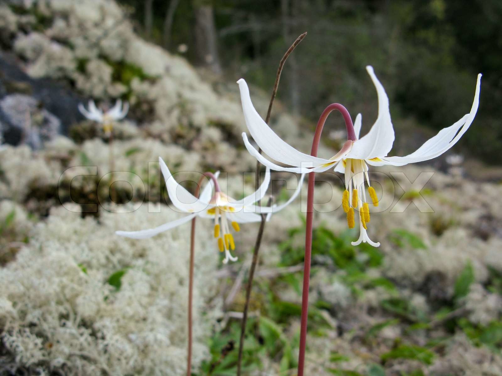 Erythronium, fawn-lily, trout-lily, dog's-tooth violet, adder's-tongue ...