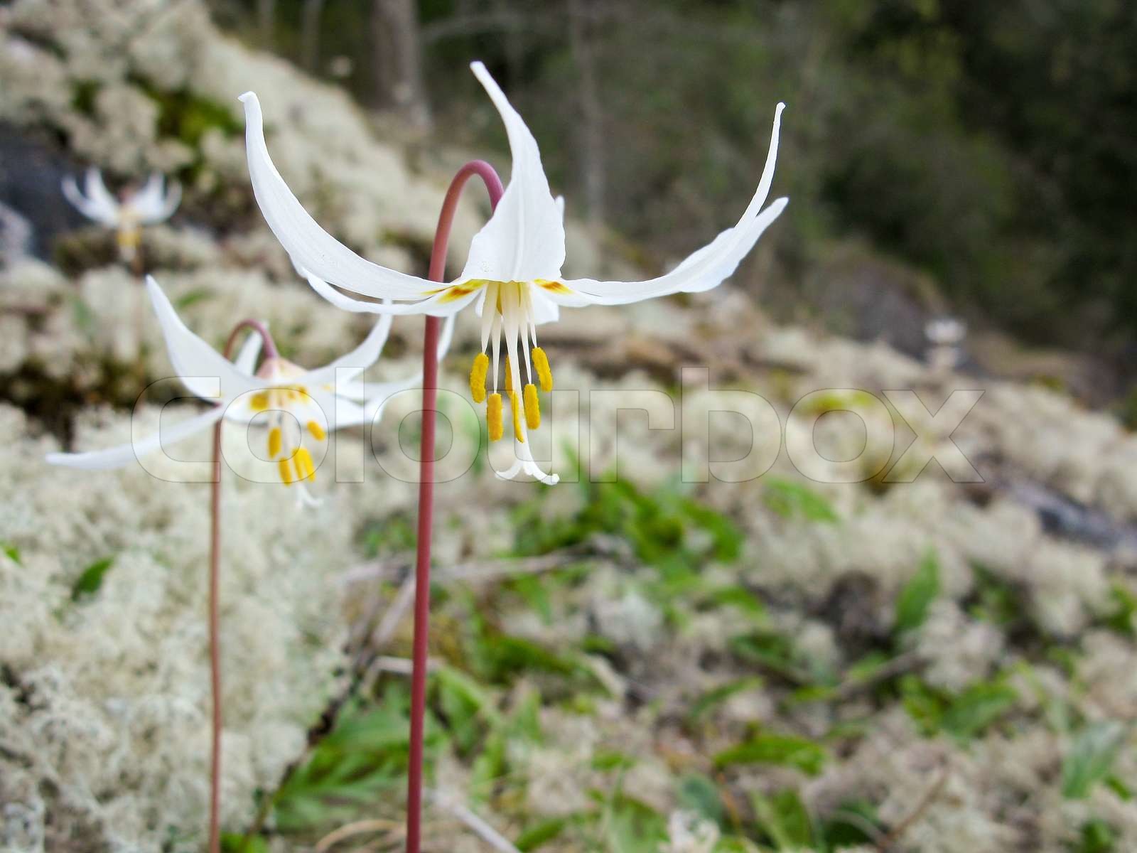 Erythronium, fawn-lily, trout-lily, dog's-tooth violet, adder's-tongue ...