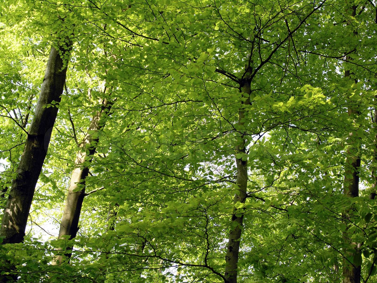 Close-up Danish beech forest. | Stock image | Colourbox