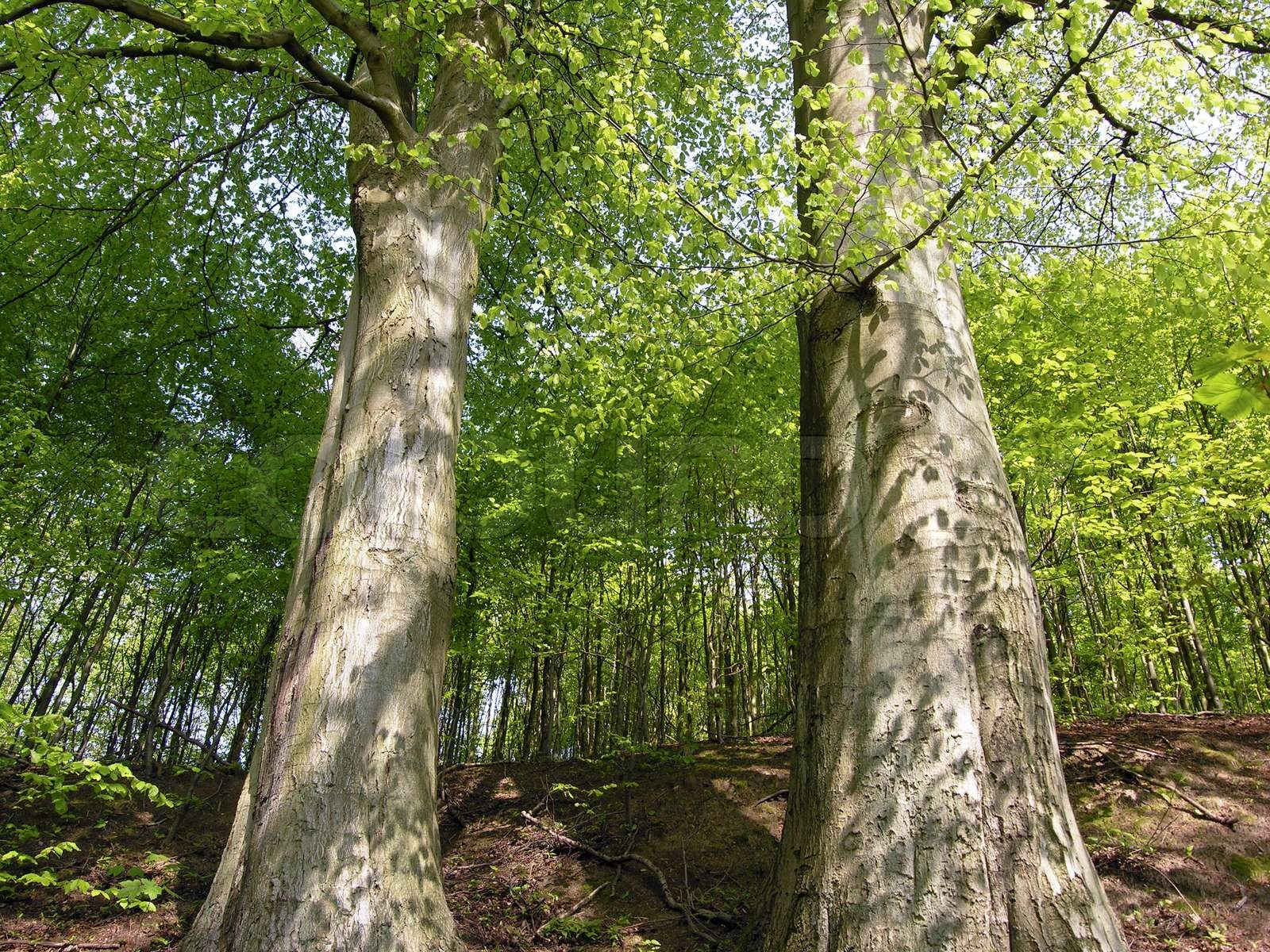 Zwei große Buche in einer dänischen Buchenwald im Frühling . | Stock ...