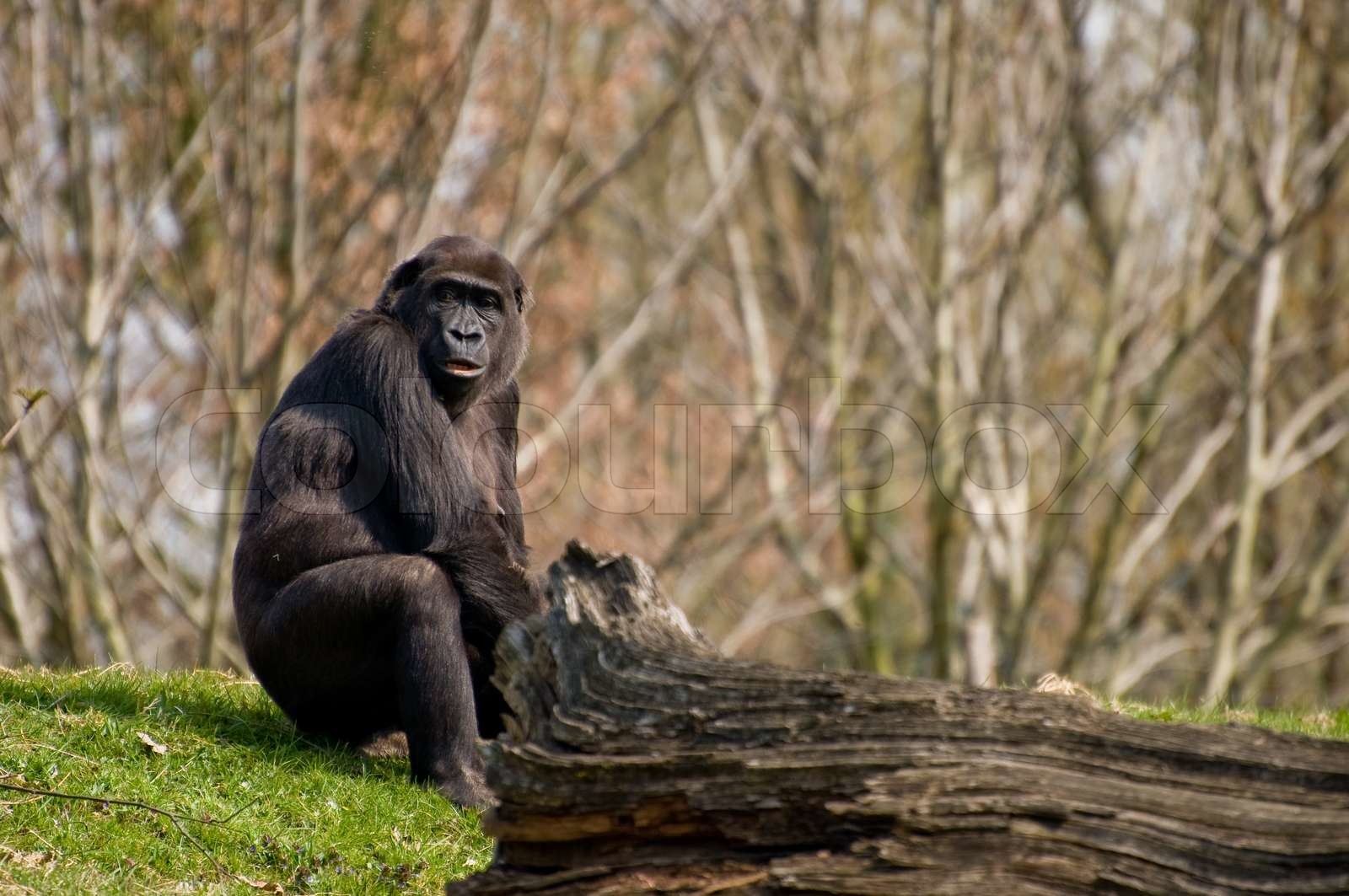 tier, affe, schwarz | Stock Bild | Colourbox