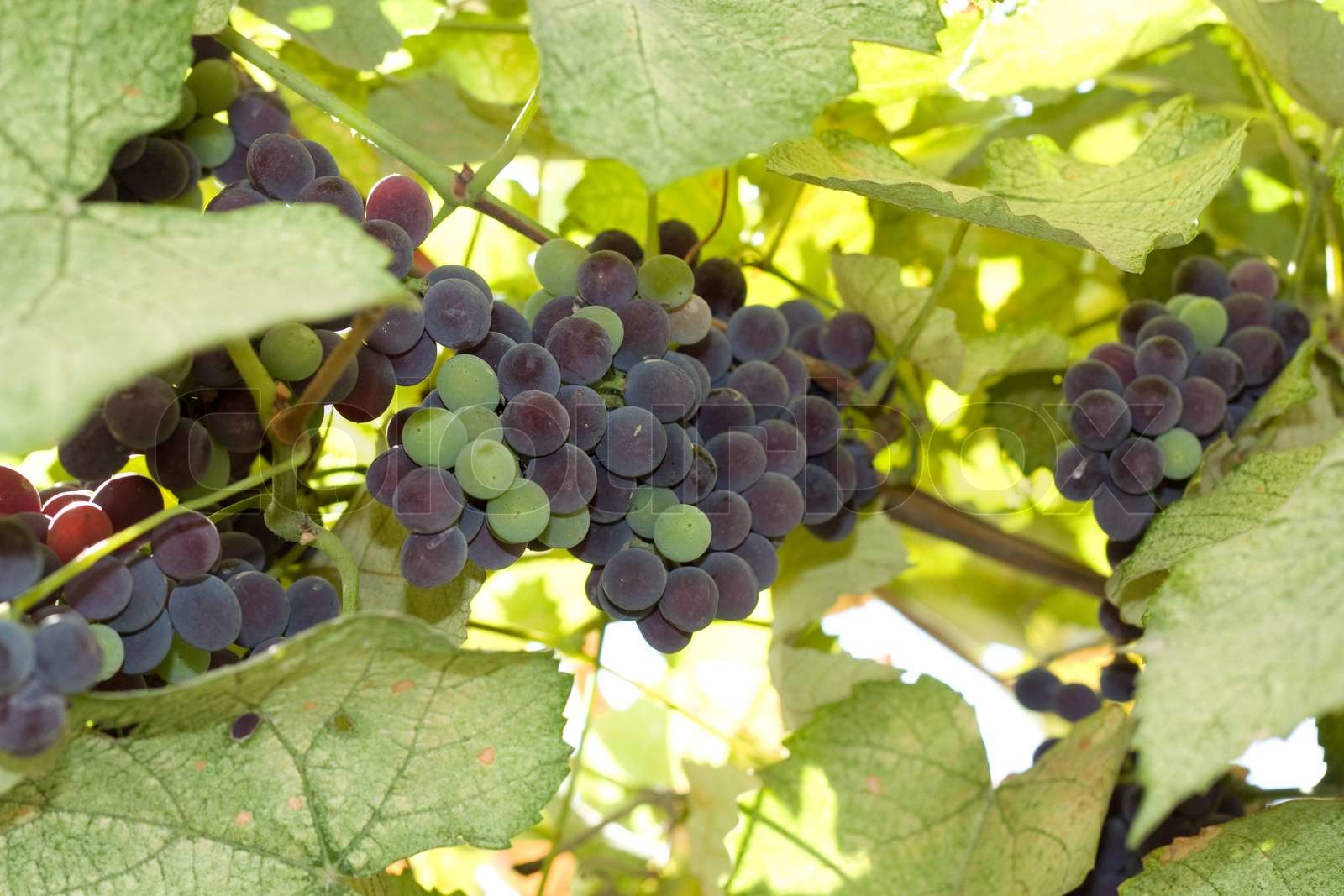 Purple grapes growing on vine | Stock image | Colourbox
