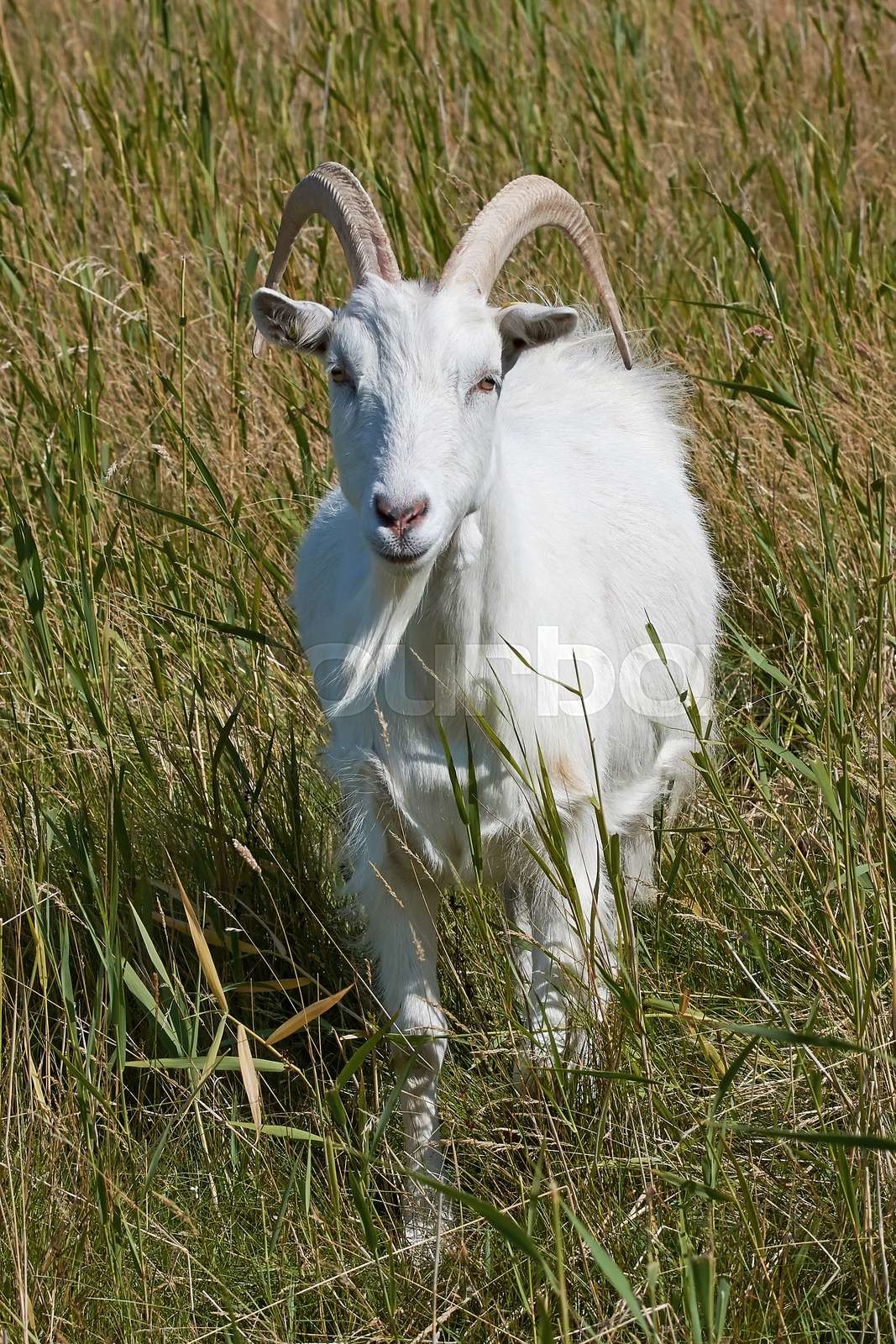 White Danish Landrace goat | Stock foto | Colourbox