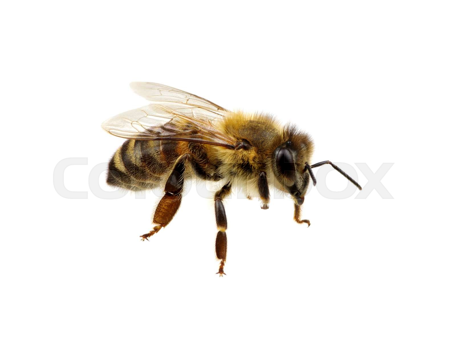 bee | Stock image | Colourbox