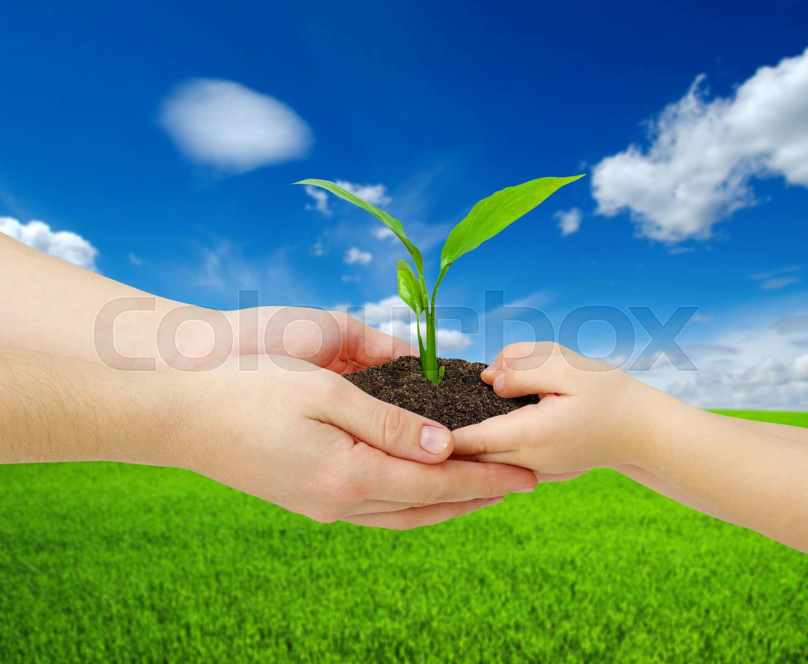 hands and plant | Stock image | Colourbox